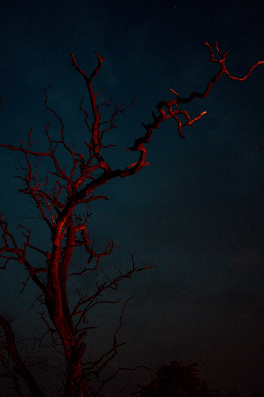 Scary Trees Wallpapers - Wallpaper Cave