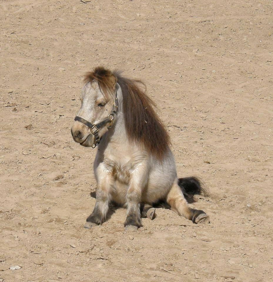 Miniature Horse Wallpapers - Wallpaper Cave