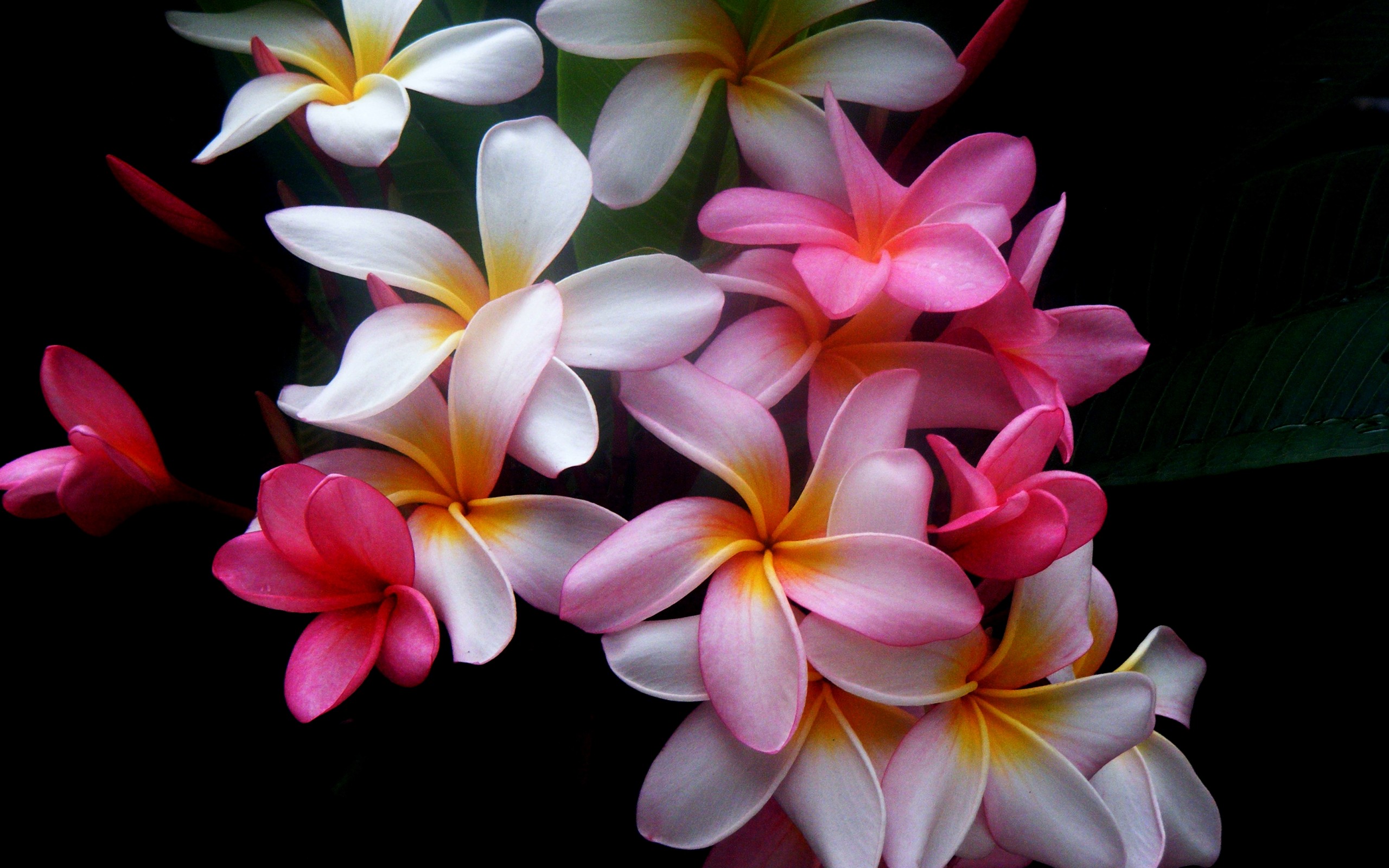 Flower Bunch Wallpapers - Wallpaper Cave
