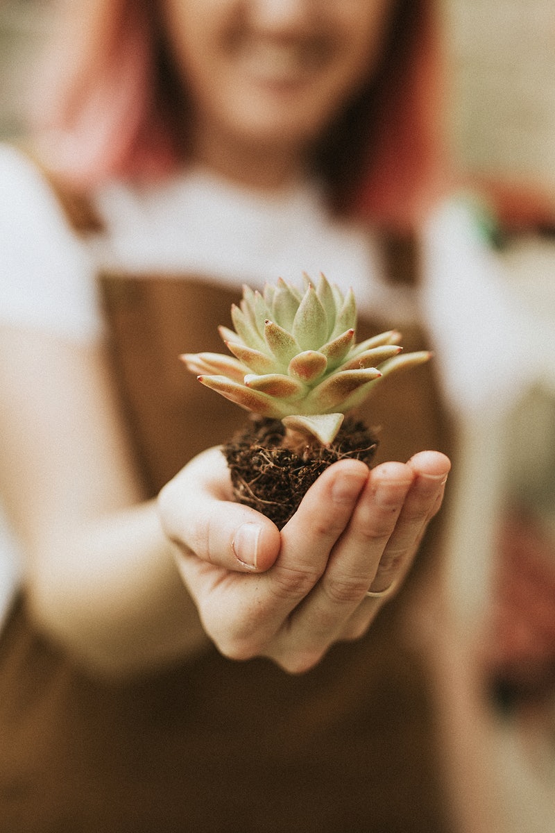 Sapling Wallpapers - Wallpaper Cave