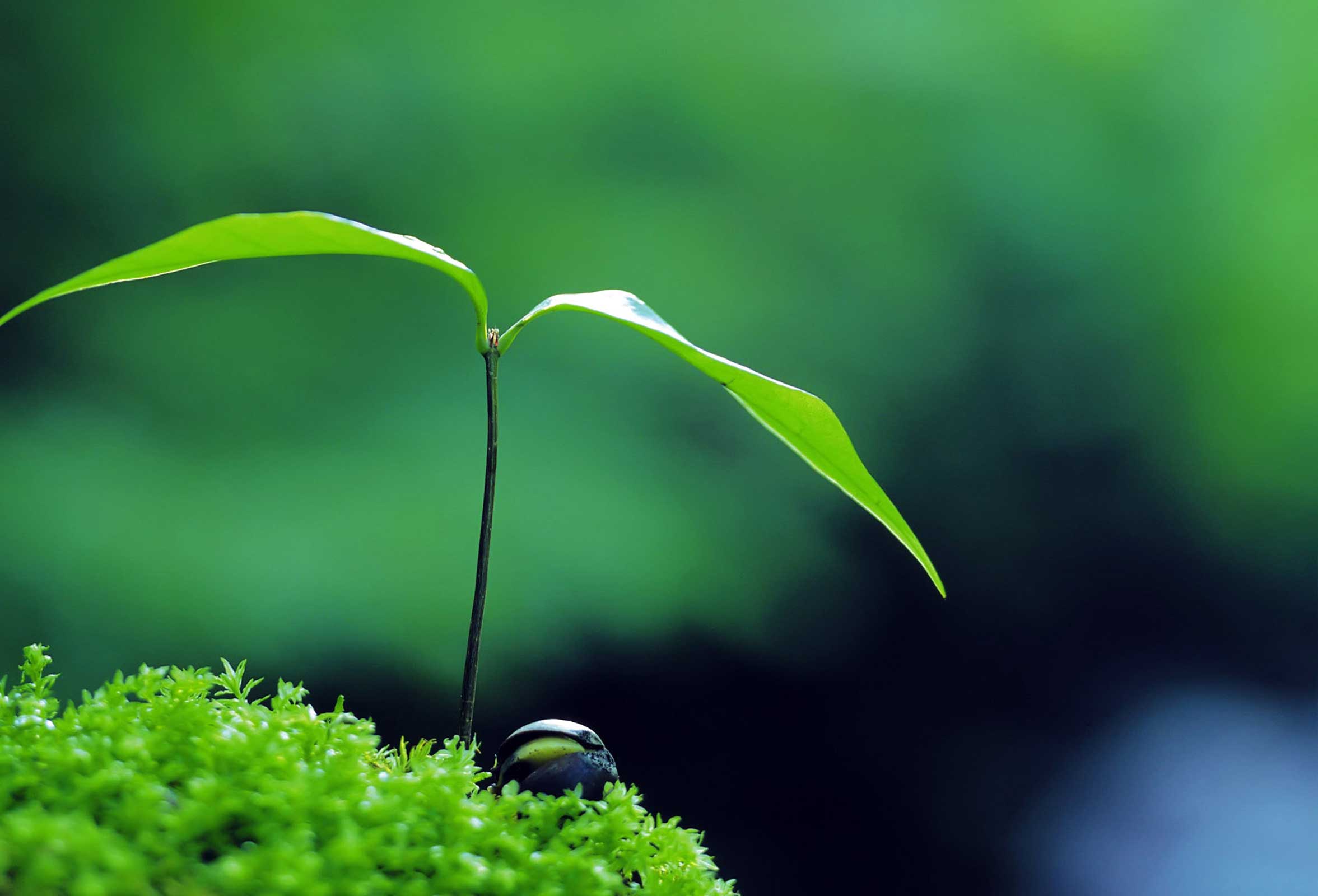 Sapling Wallpapers - Wallpaper Cave