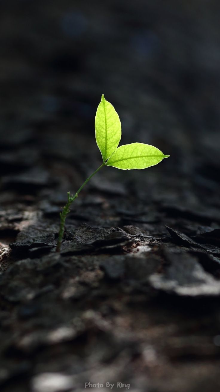 Sapling Wallpapers - Wallpaper Cave