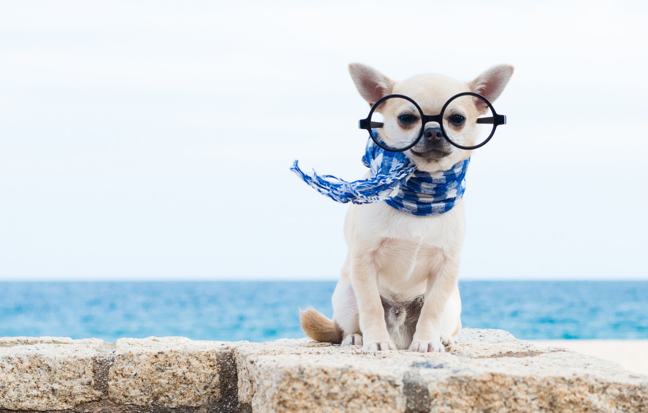 Dogs With Glasses Wallpapers - Wallpaper Cave