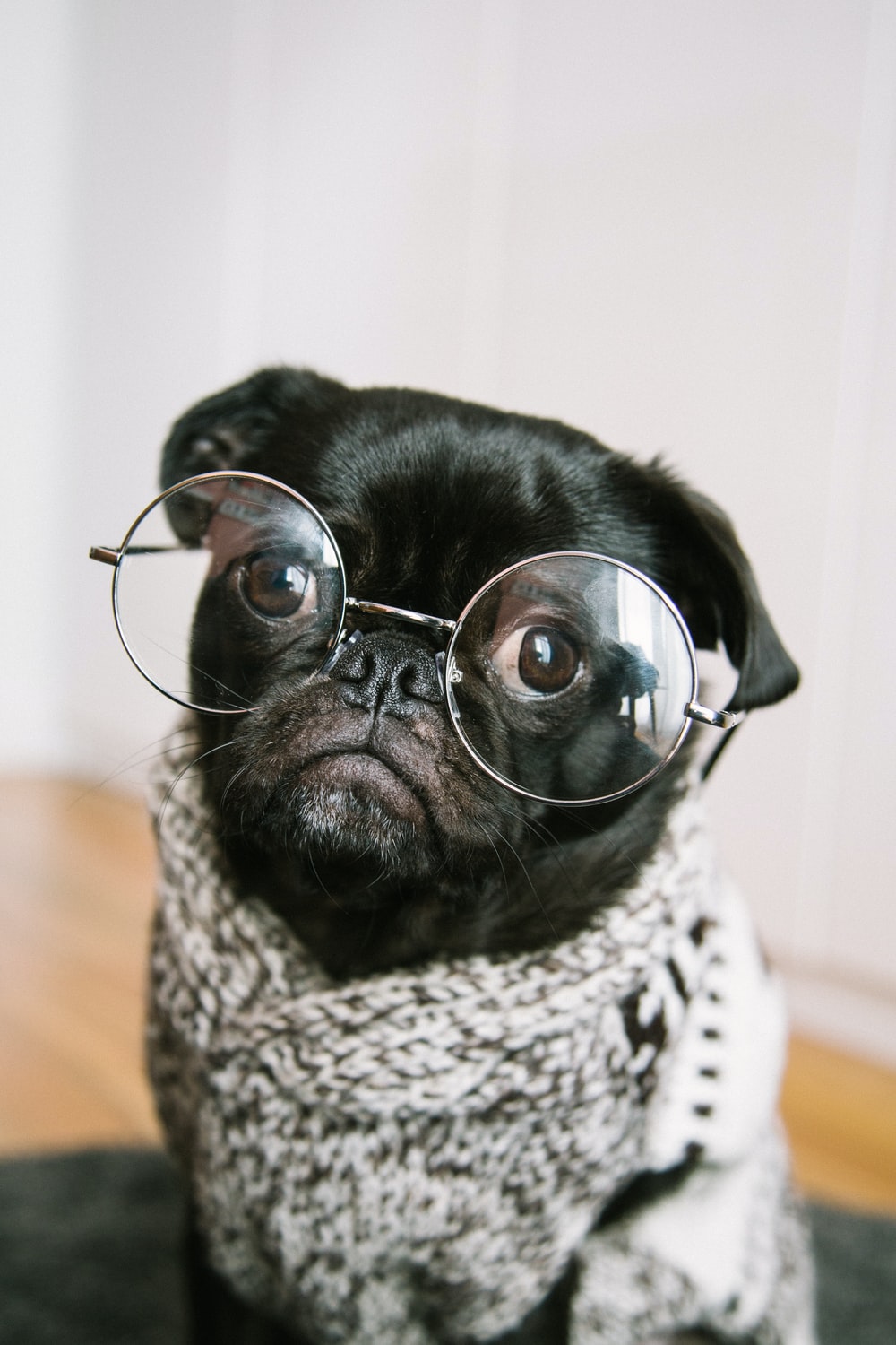 Dogs With Glasses Wallpapers - Wallpaper Cave