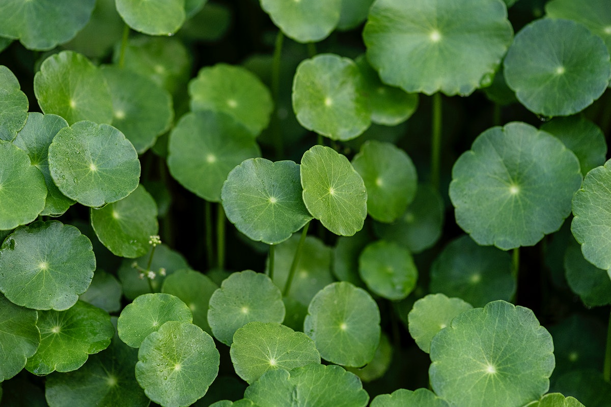 Centella Wallpapers - Wallpaper Cave
