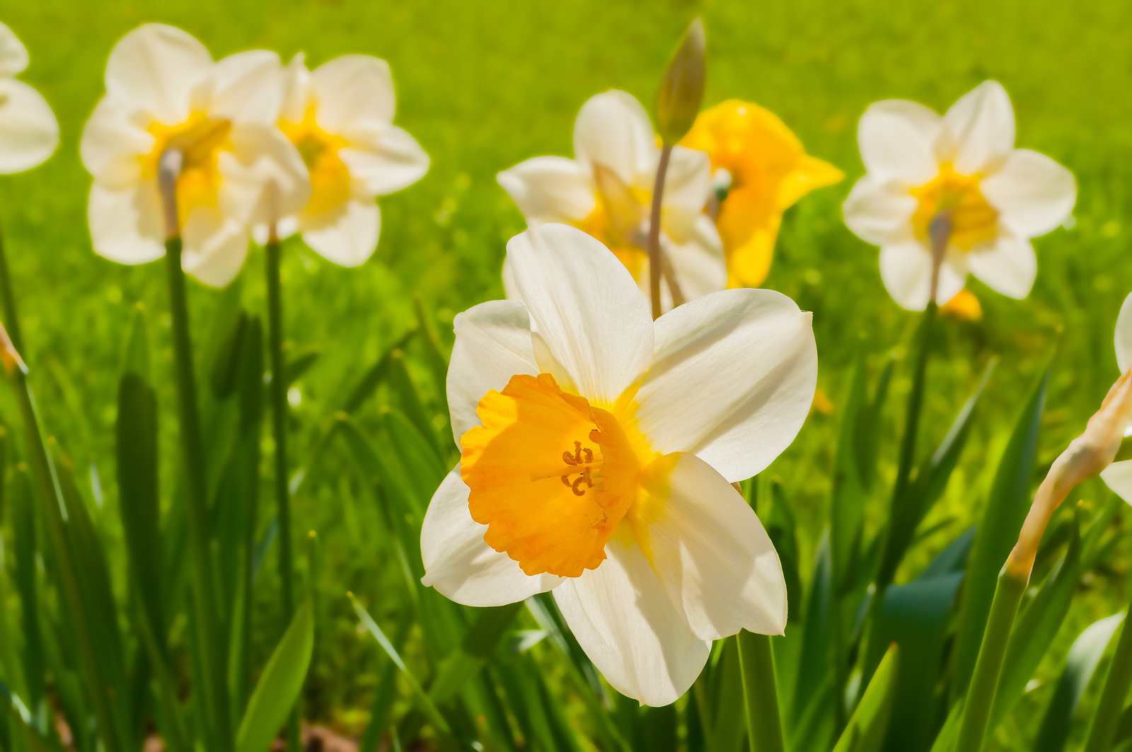 Spring Vegetable Wallpapers - Wallpaper Cave