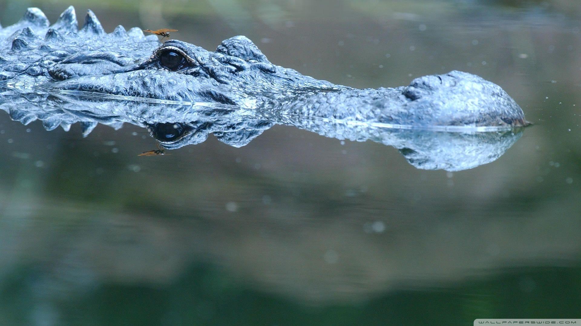 Alligator HD Wallpapers - Wallpaper Cave