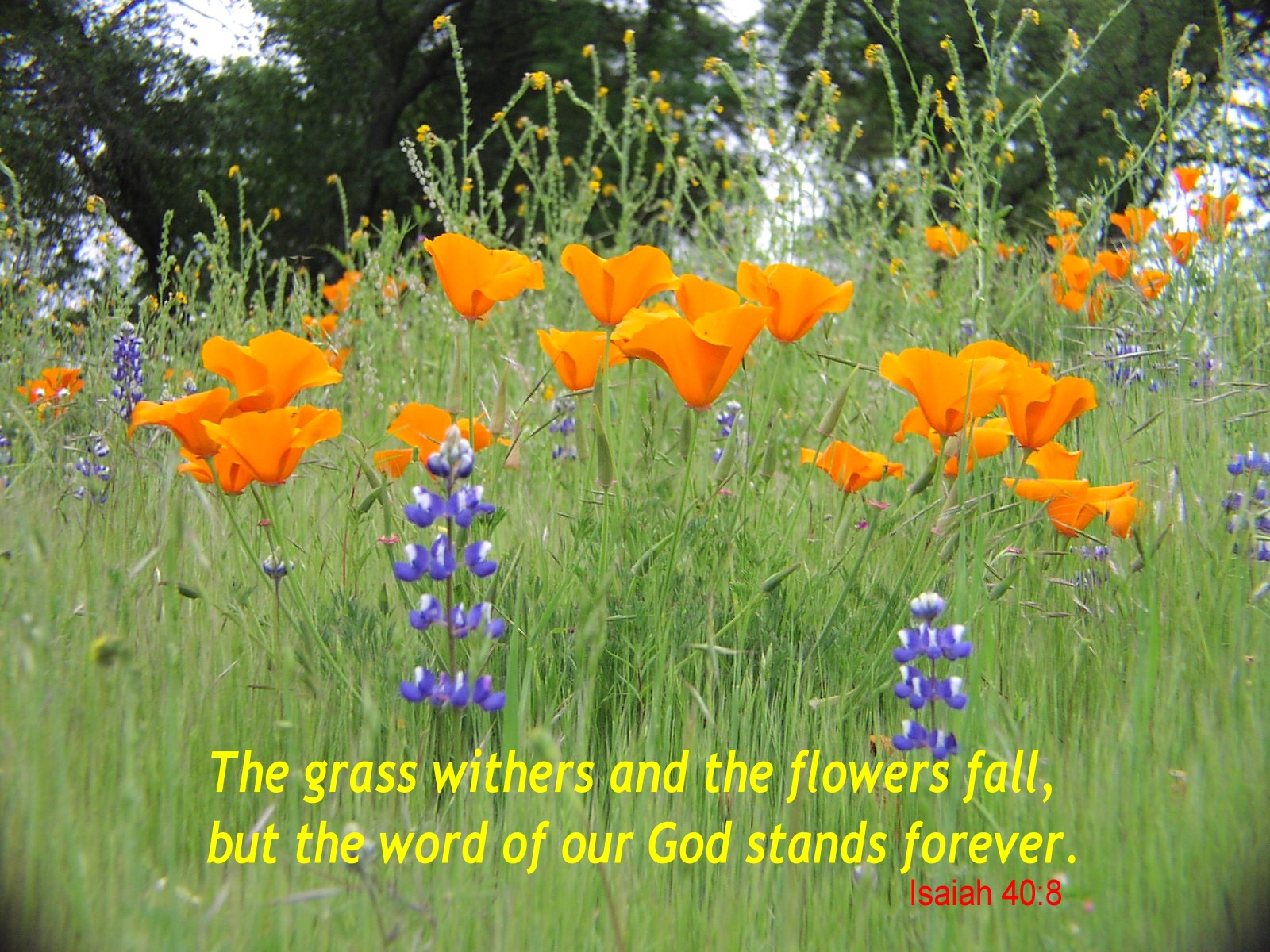 Bible Summer Desktop Wallpapers - Wallpaper Cave