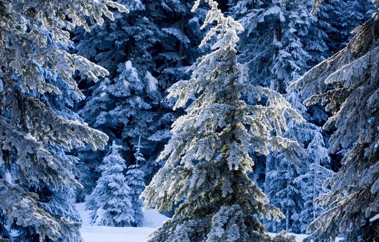 Frosty Trees Wallpapers - Wallpaper Cave