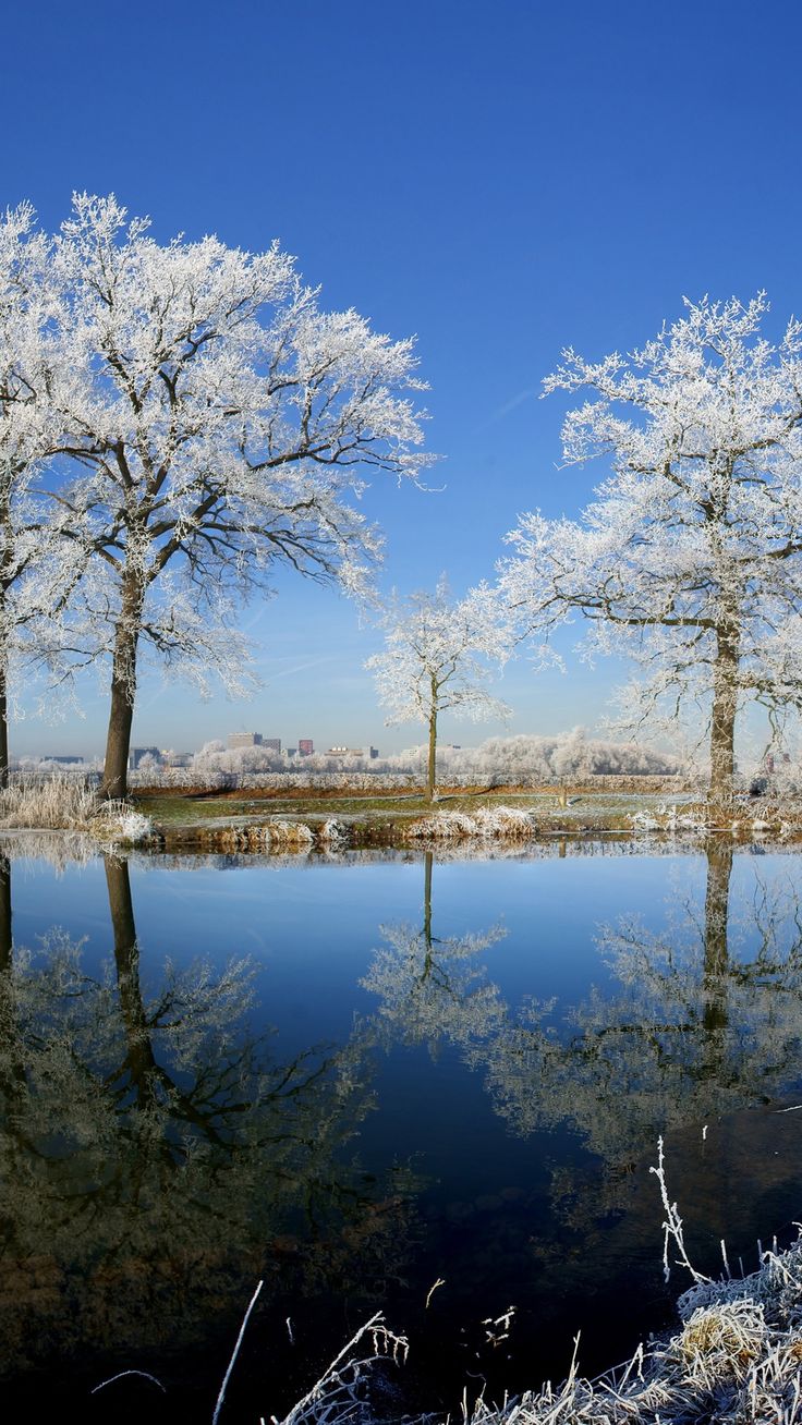 Frosty Trees Wallpapers - Wallpaper Cave