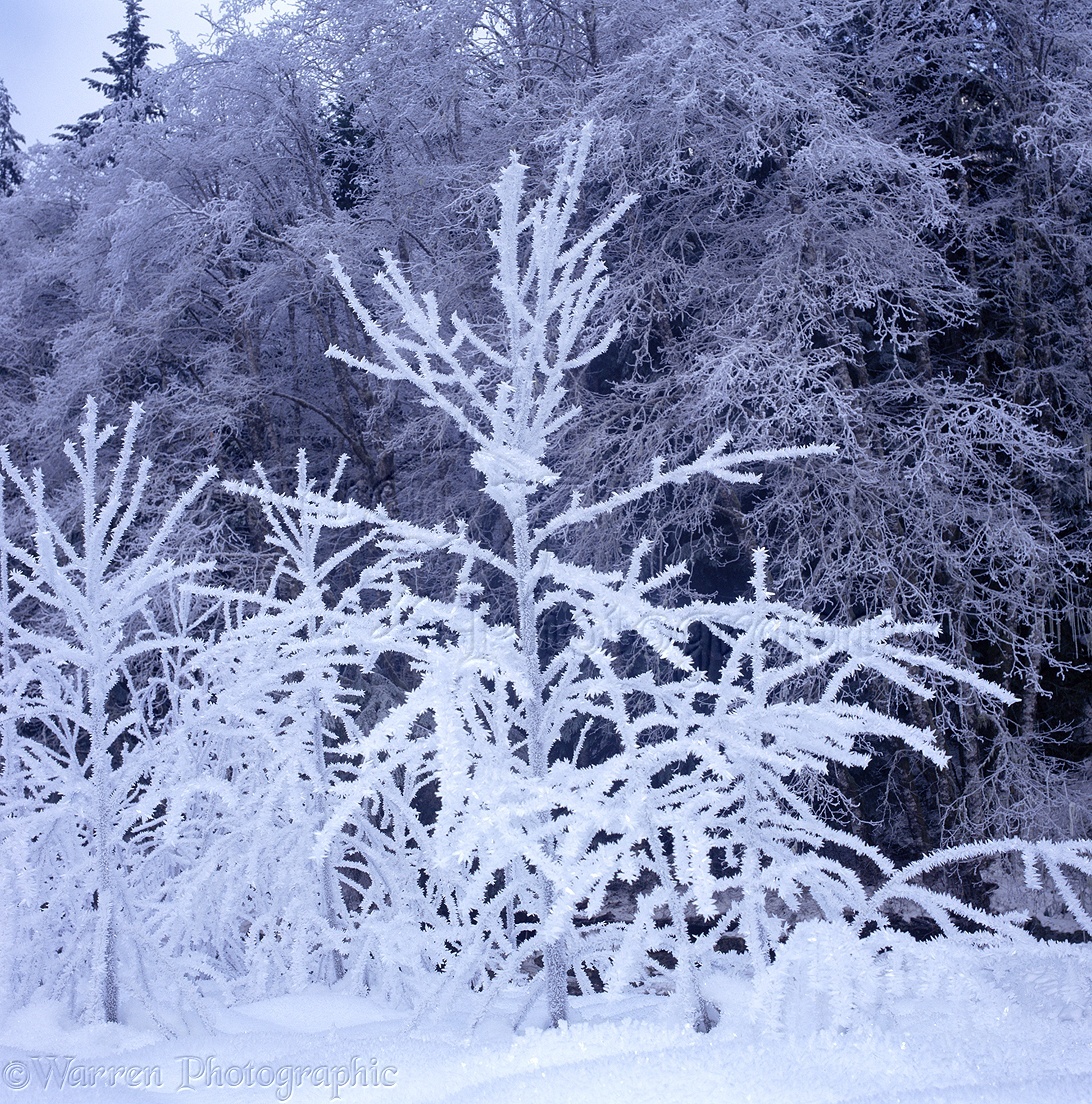 Frosty Trees Wallpapers - Wallpaper Cave