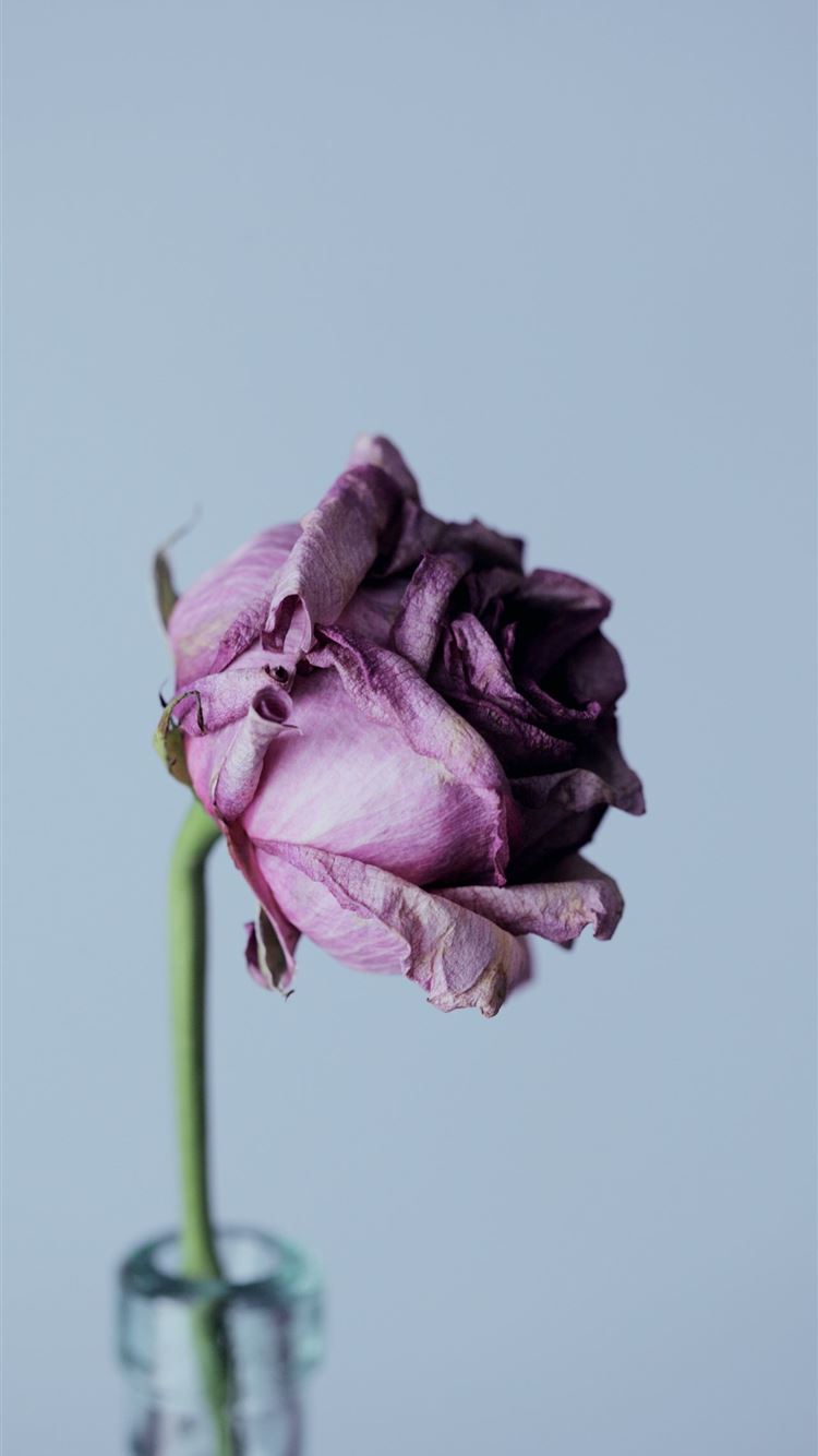 Sad Flowers Aesthetic Wallpapers - Wallpaper Cave