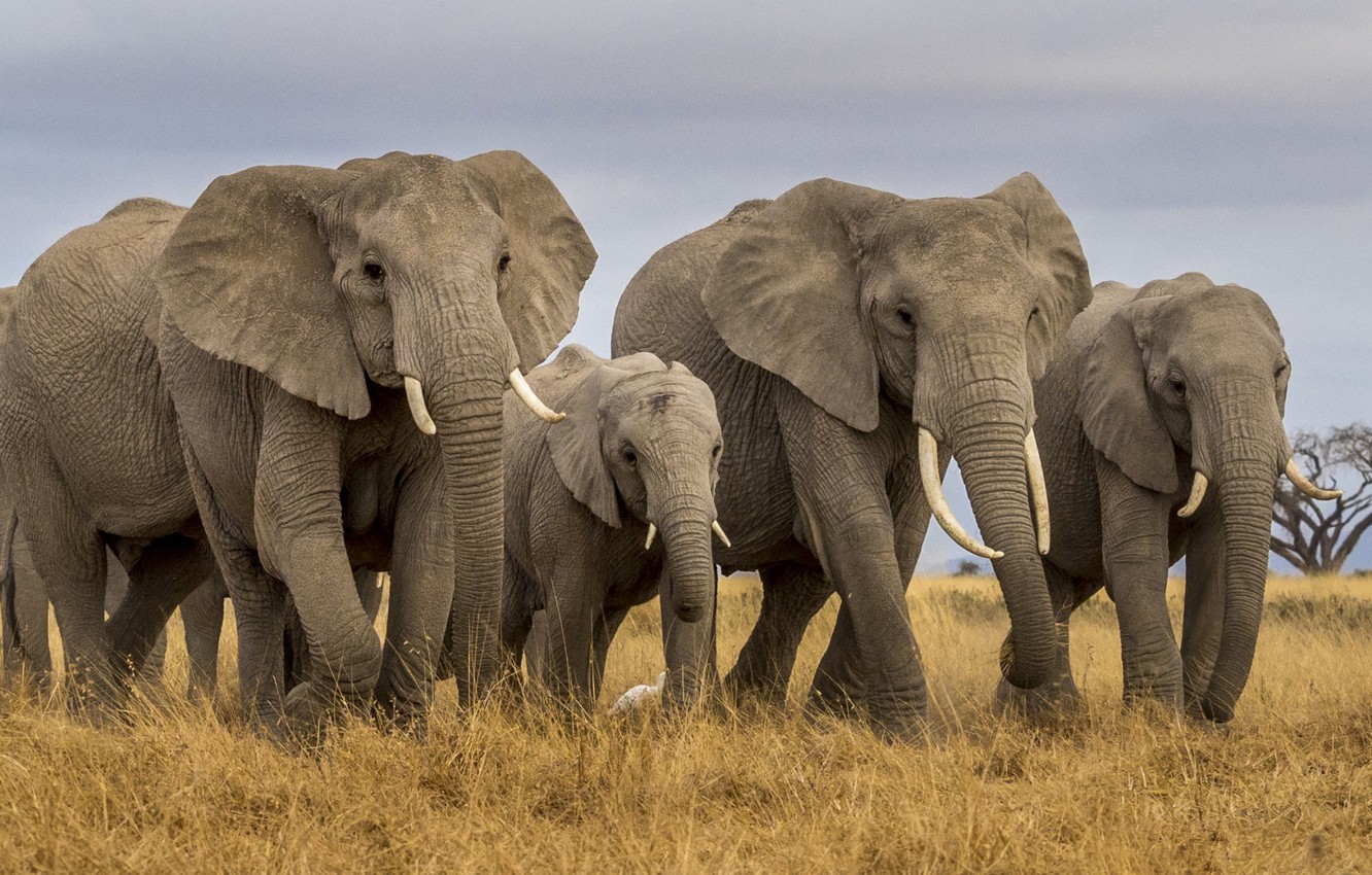 Elephant Family Wallpapers - Wallpaper Cave