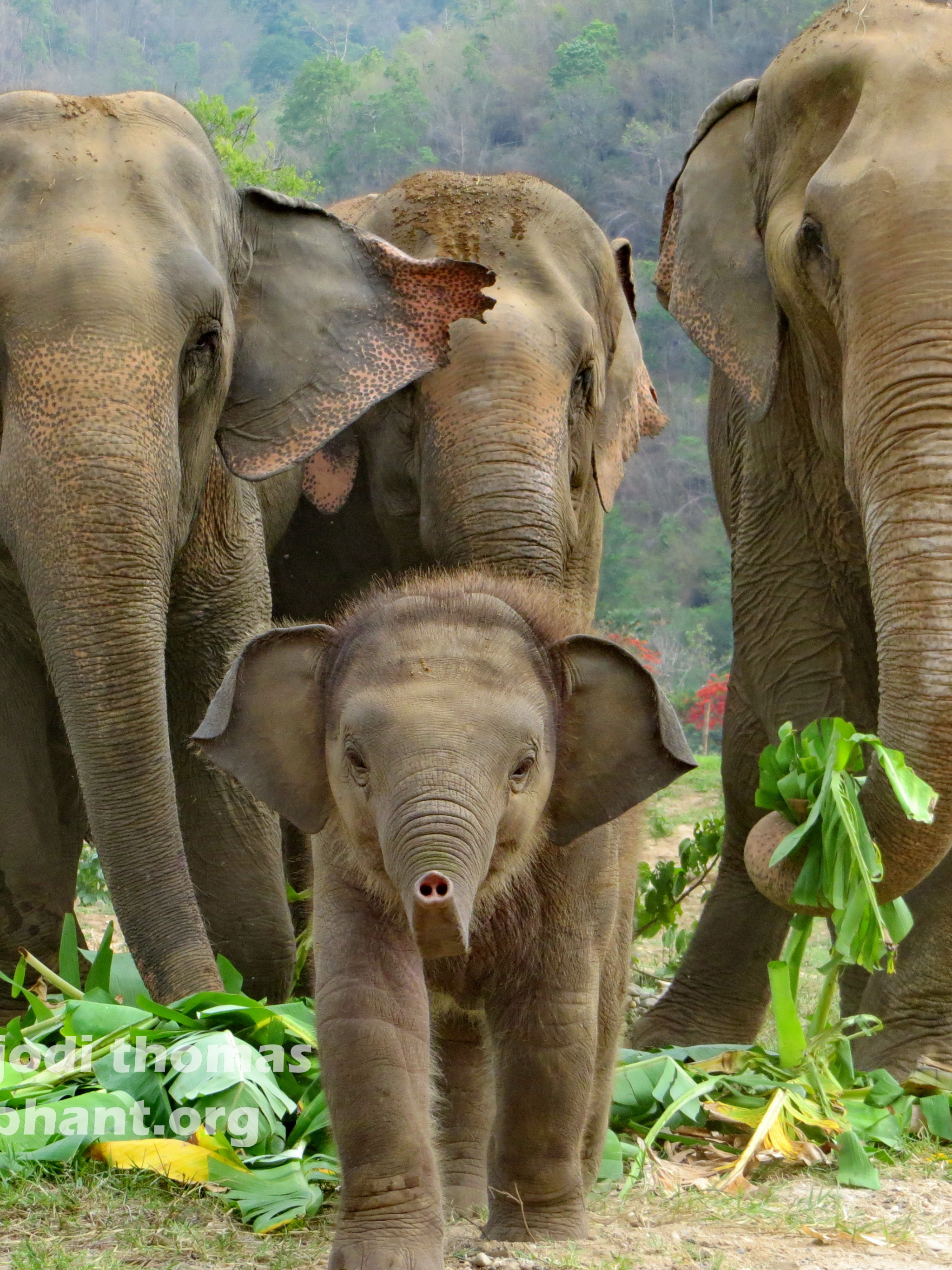 Elephant Family Wallpapers - Wallpaper Cave