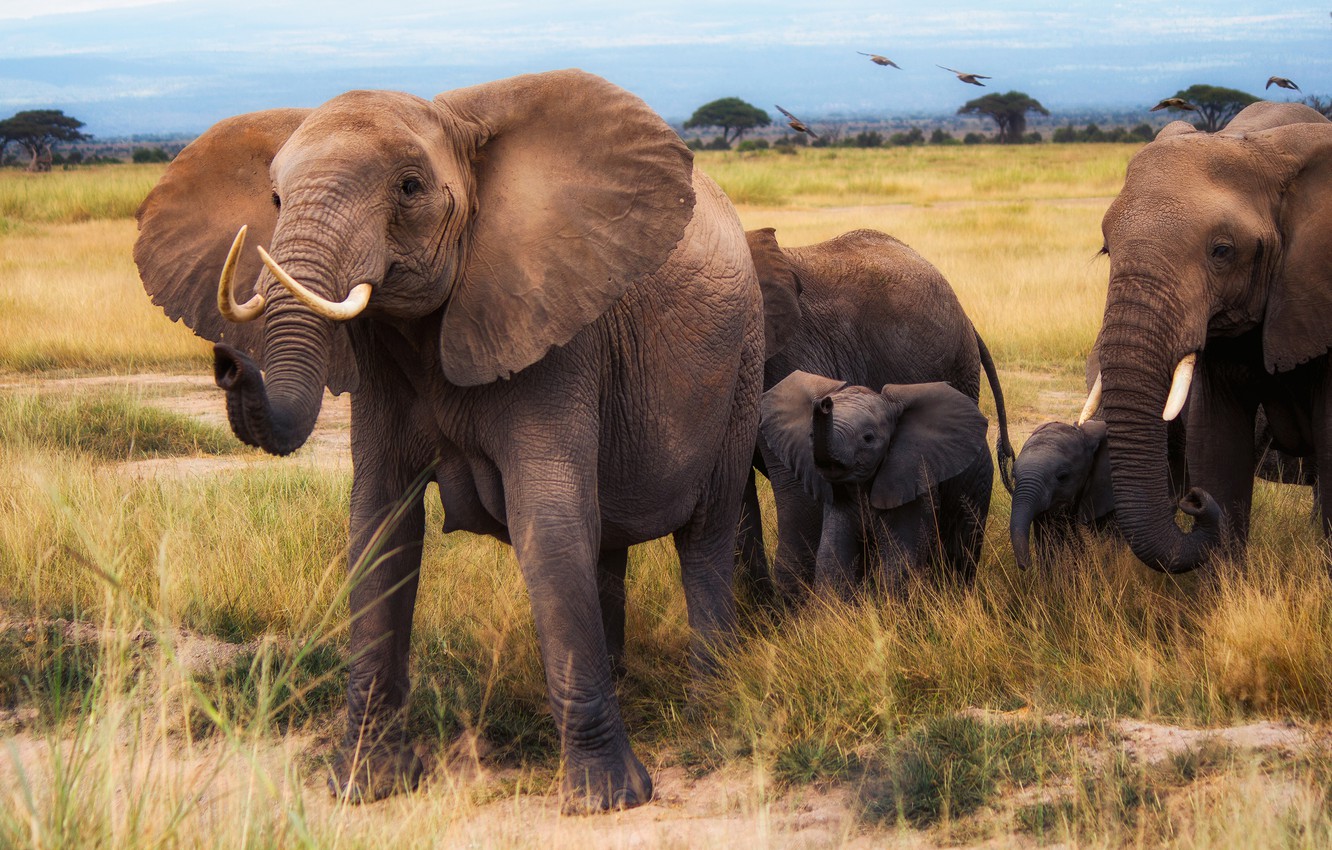 Elephant Family Wallpapers - Wallpaper Cave