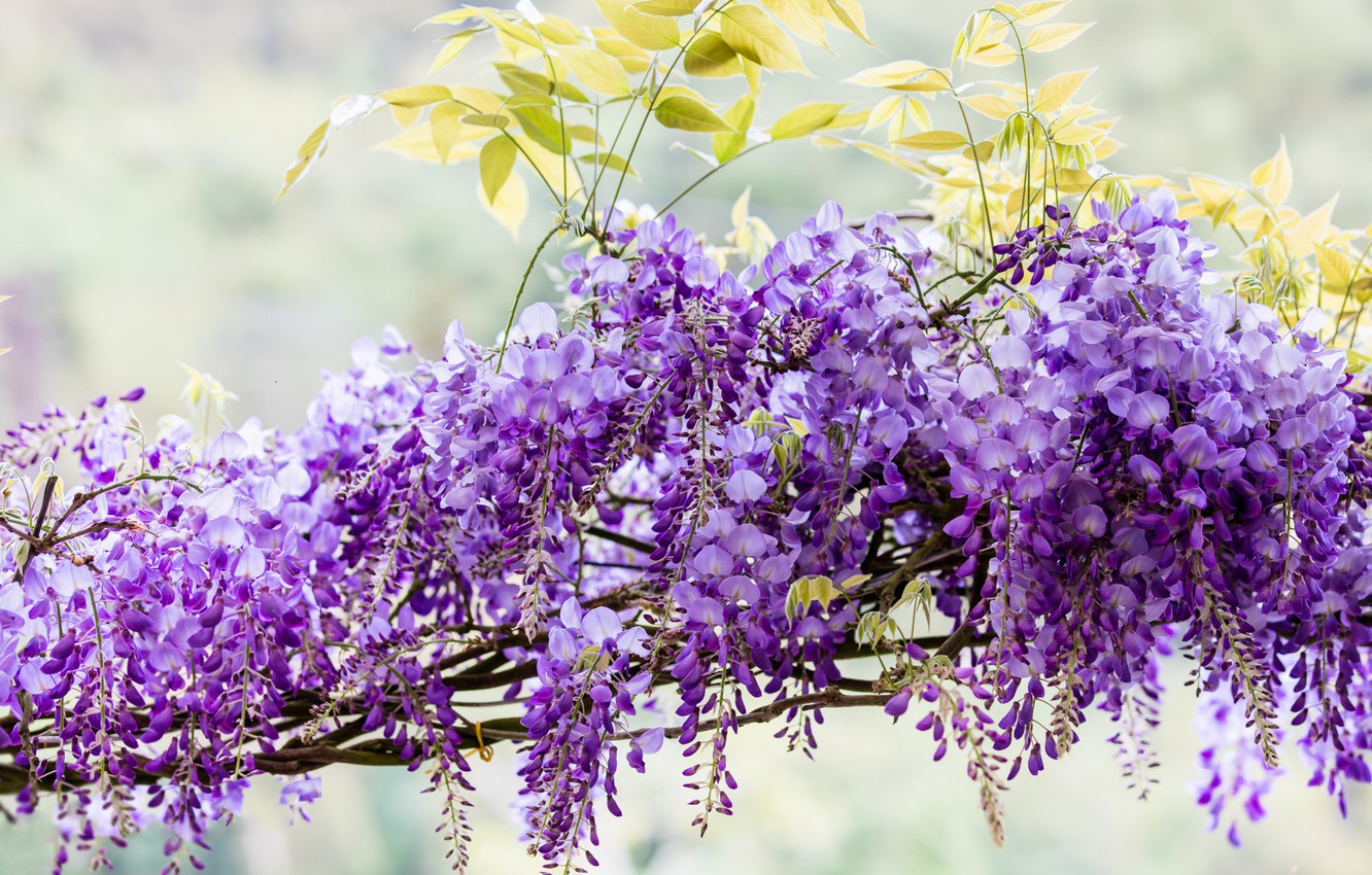 Light Spring Flowers Wallpapers - Wallpaper Cave