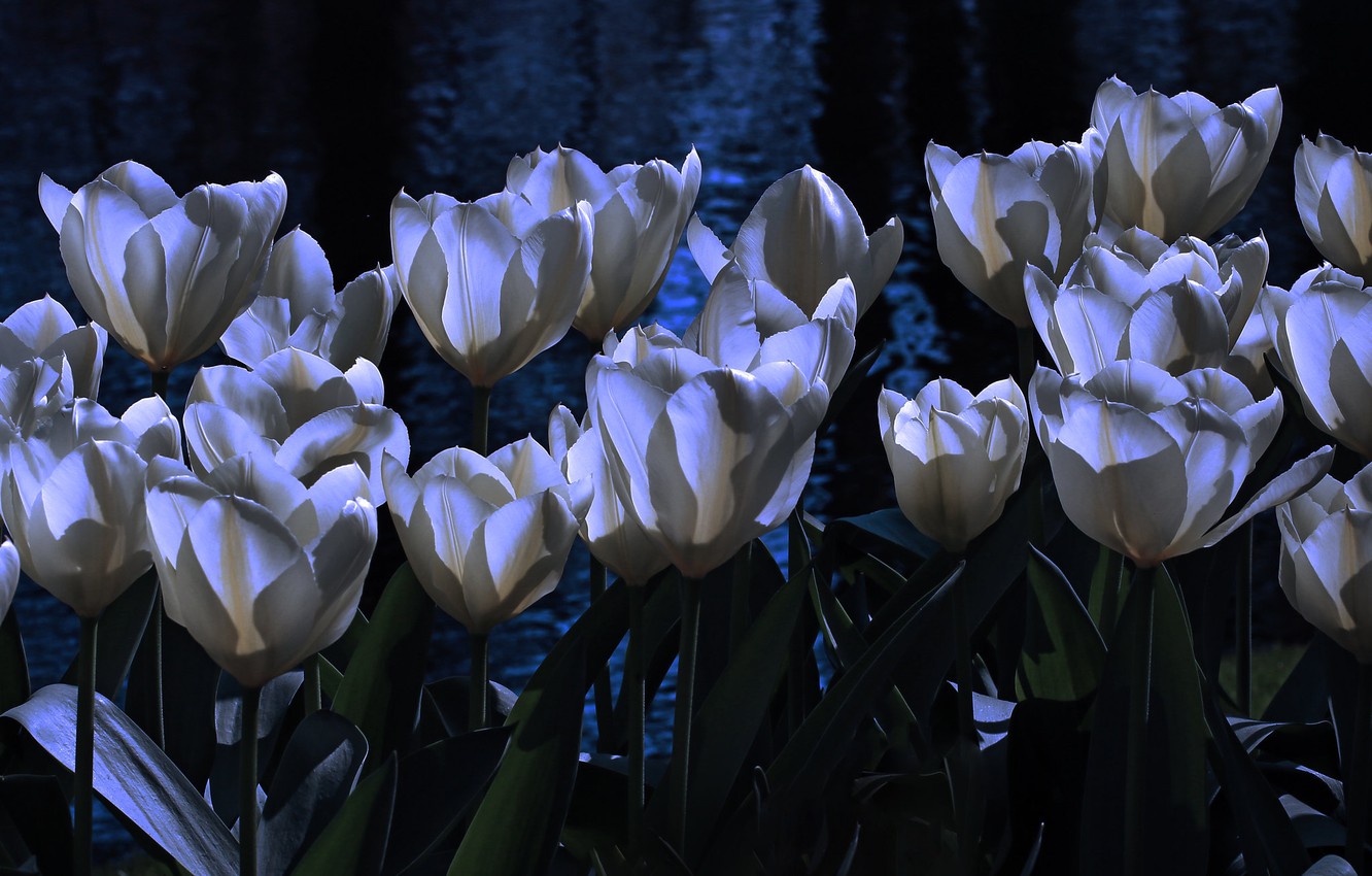 Light Spring Flowers Wallpapers - Wallpaper Cave