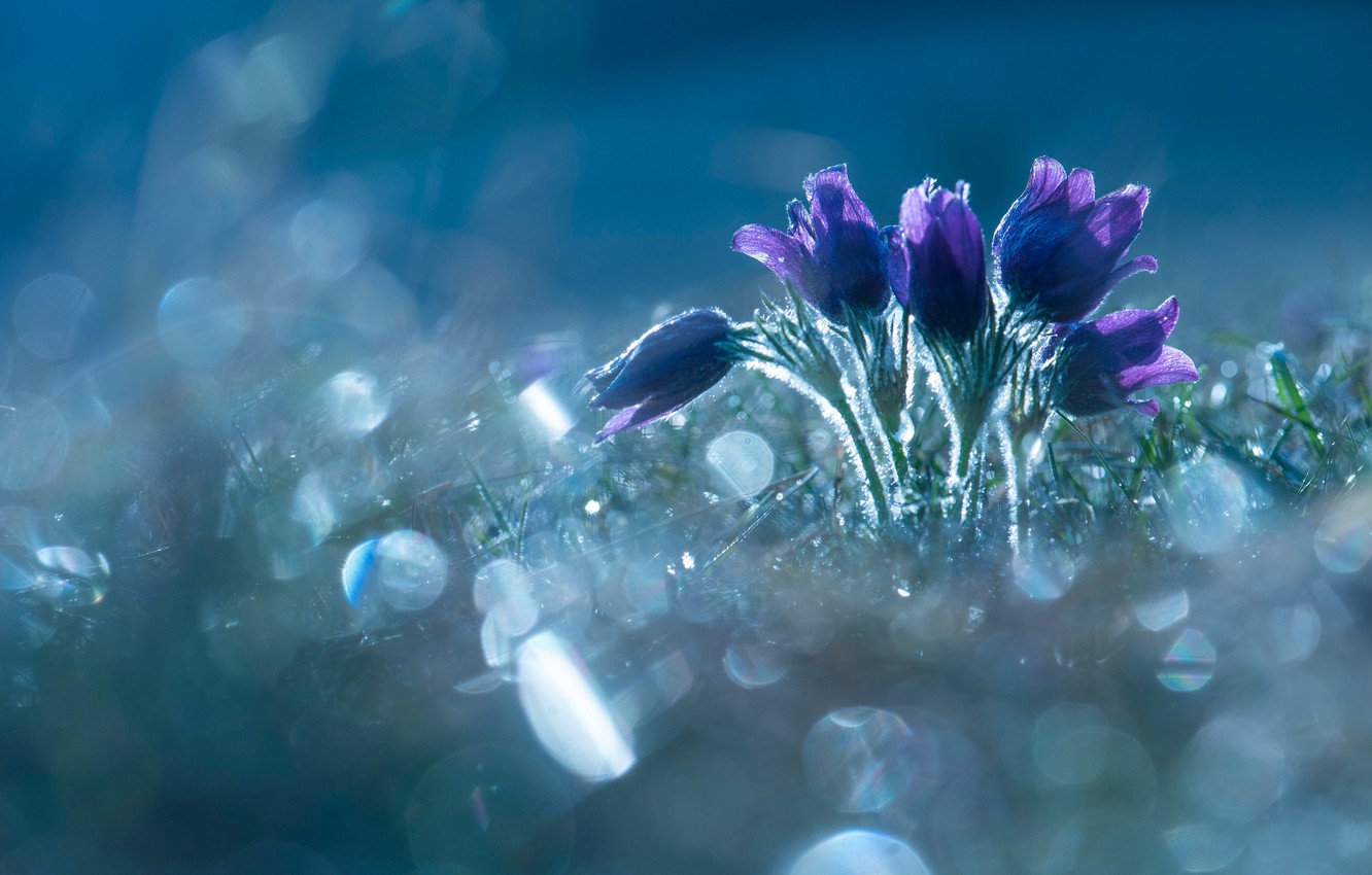 Light Spring Flowers Wallpapers - Wallpaper Cave