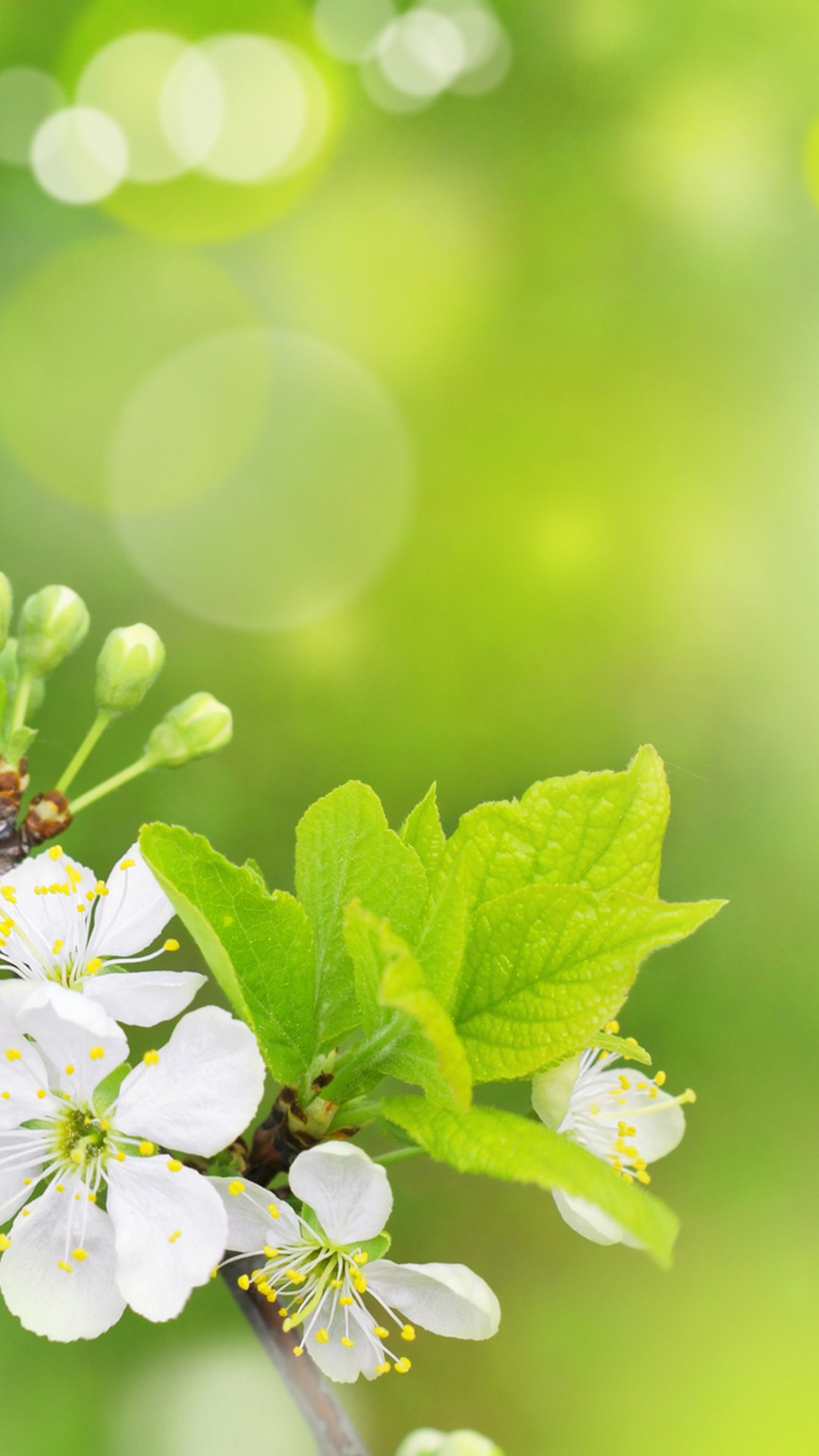 Light Spring Flowers Wallpapers - Wallpaper Cave