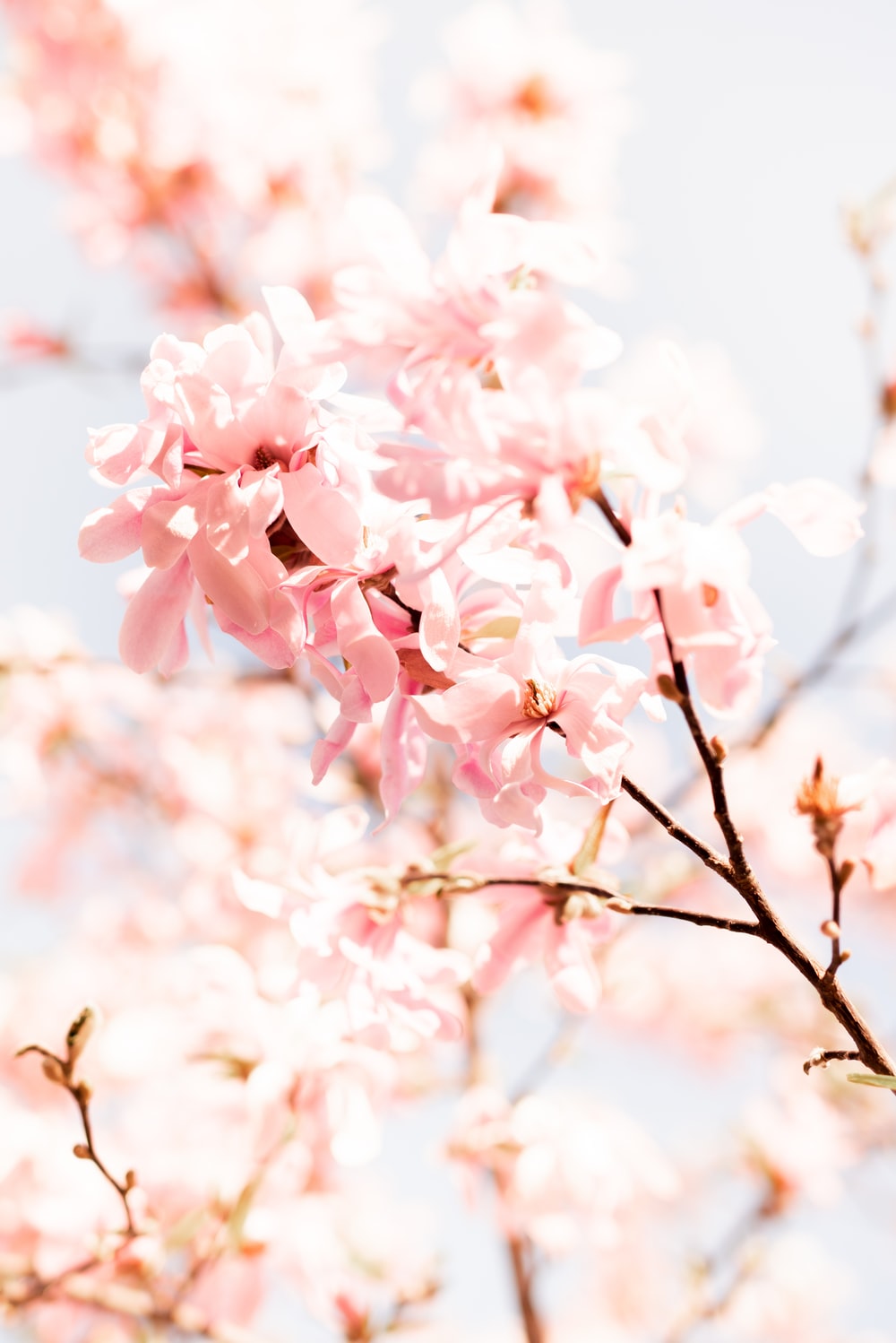 Light Spring Flowers Wallpapers - Wallpaper Cave