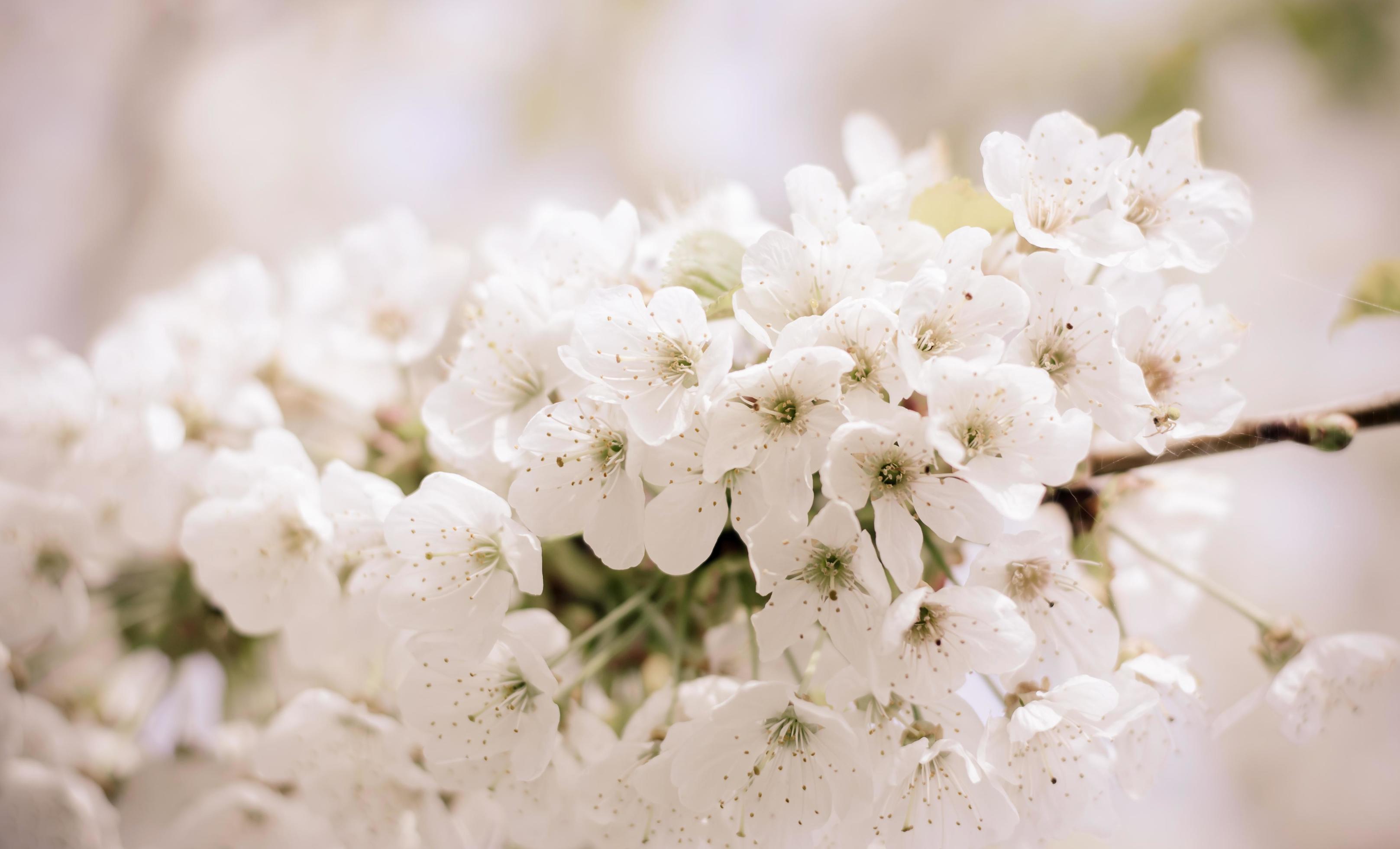 Light Spring Flowers Wallpapers - Wallpaper Cave