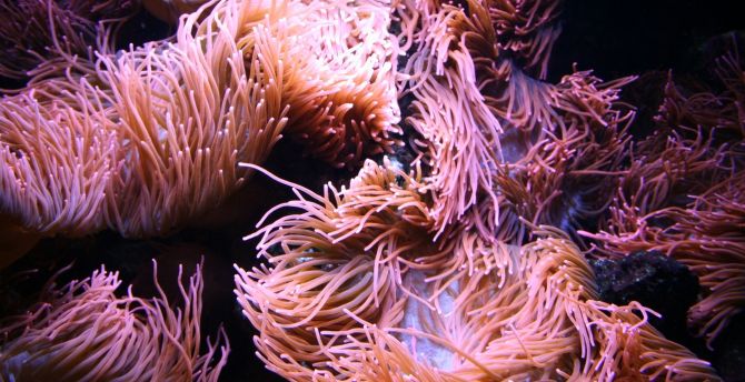 Sea Plants Wallpapers - Wallpaper Cave