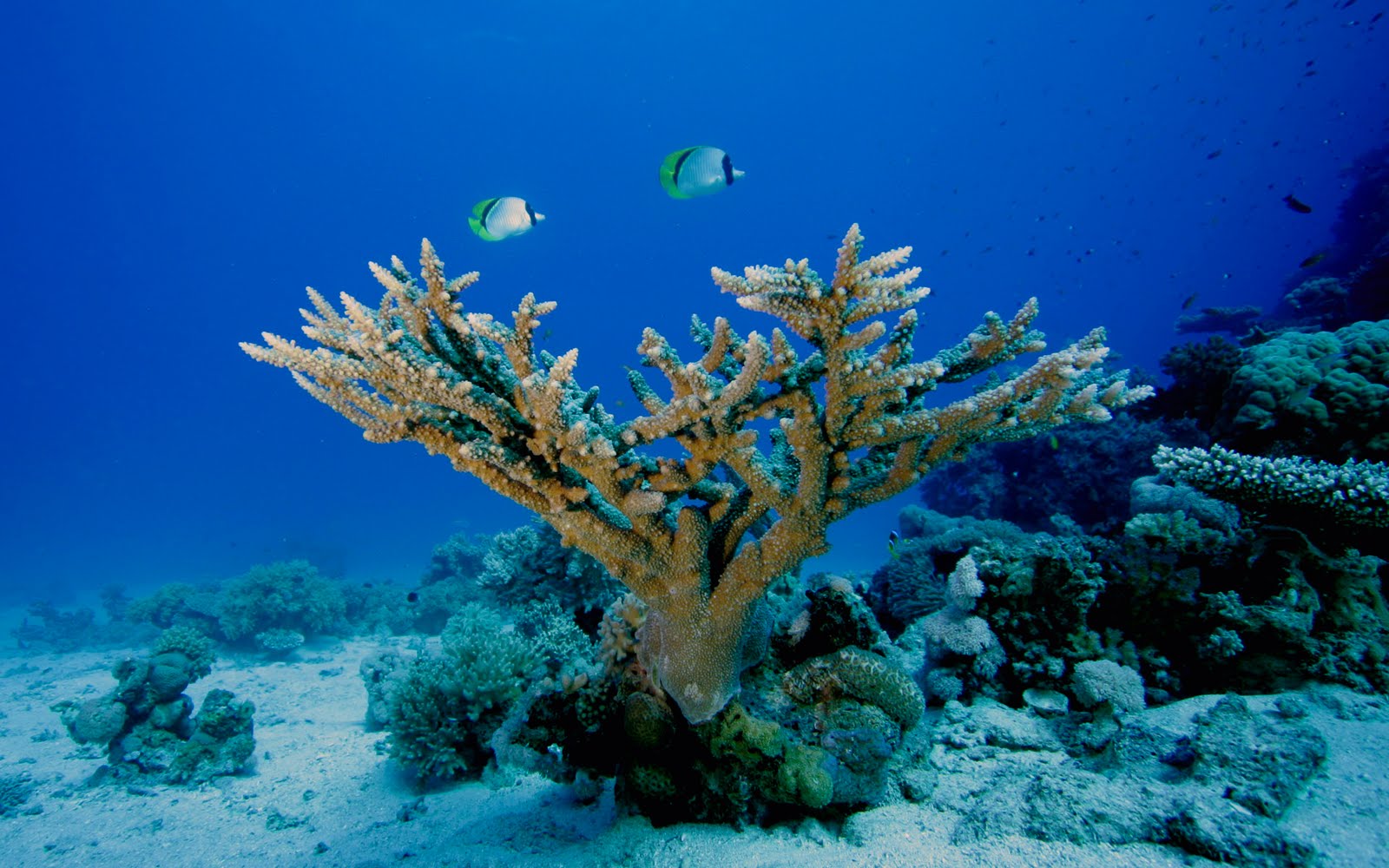 Sea Plants Wallpapers - Wallpaper Cave