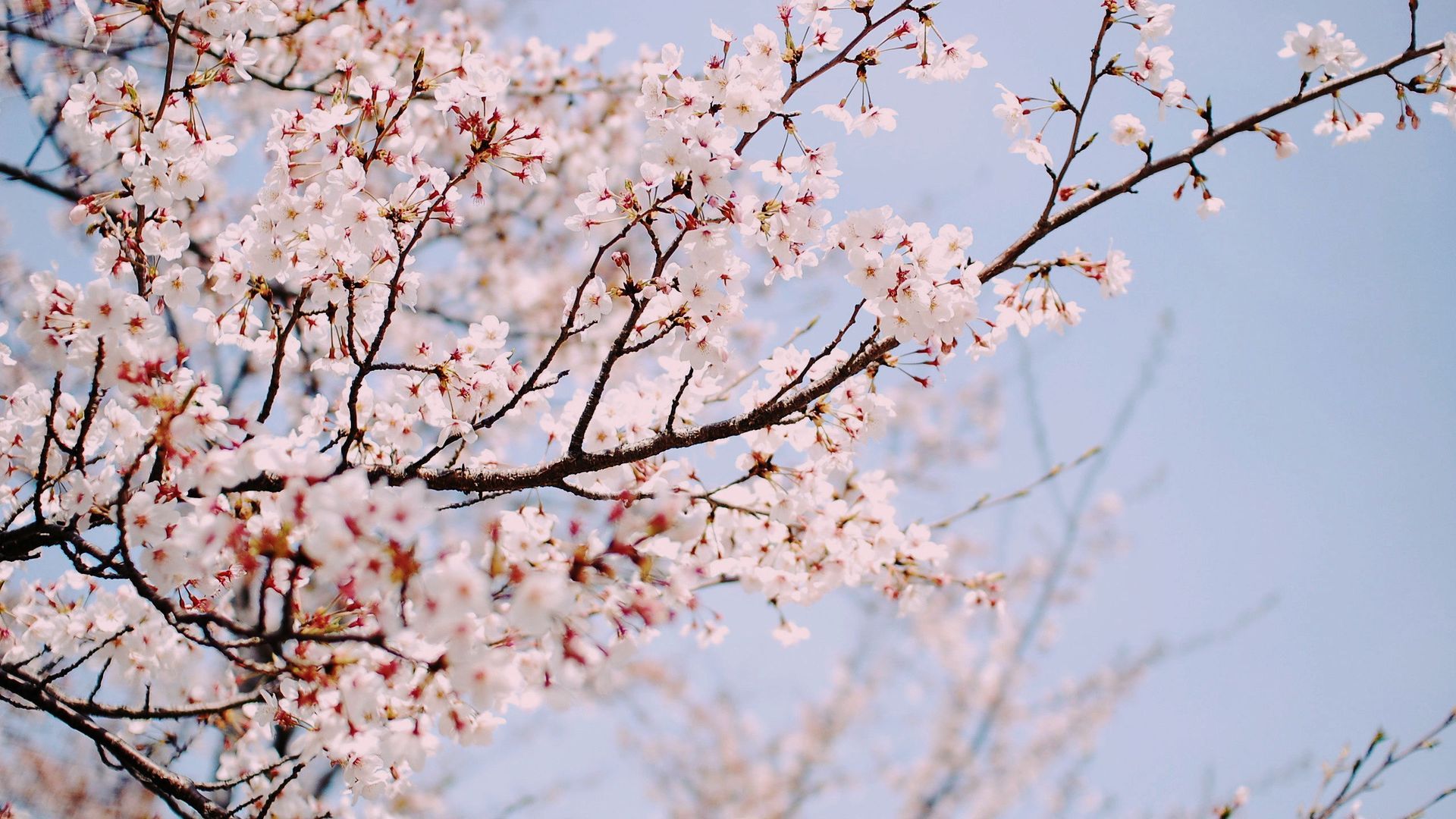 Blossom Computer Wallpapers - Wallpaper Cave