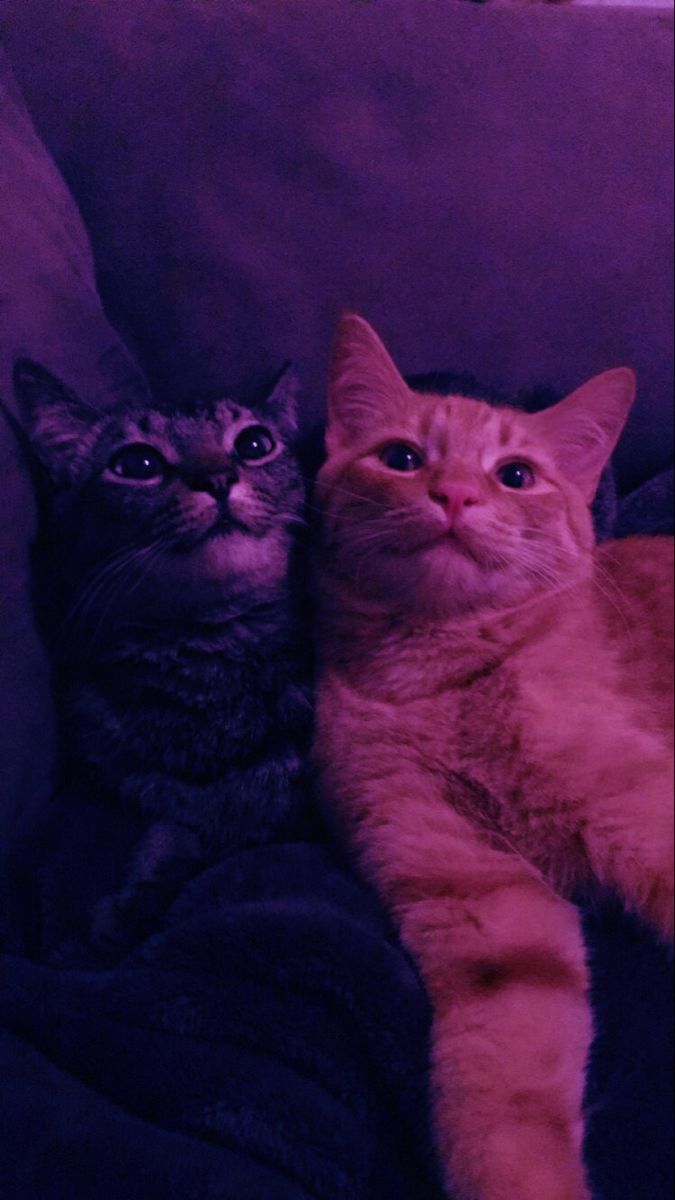 Demon Cats Wallpapers - Wallpaper Cave