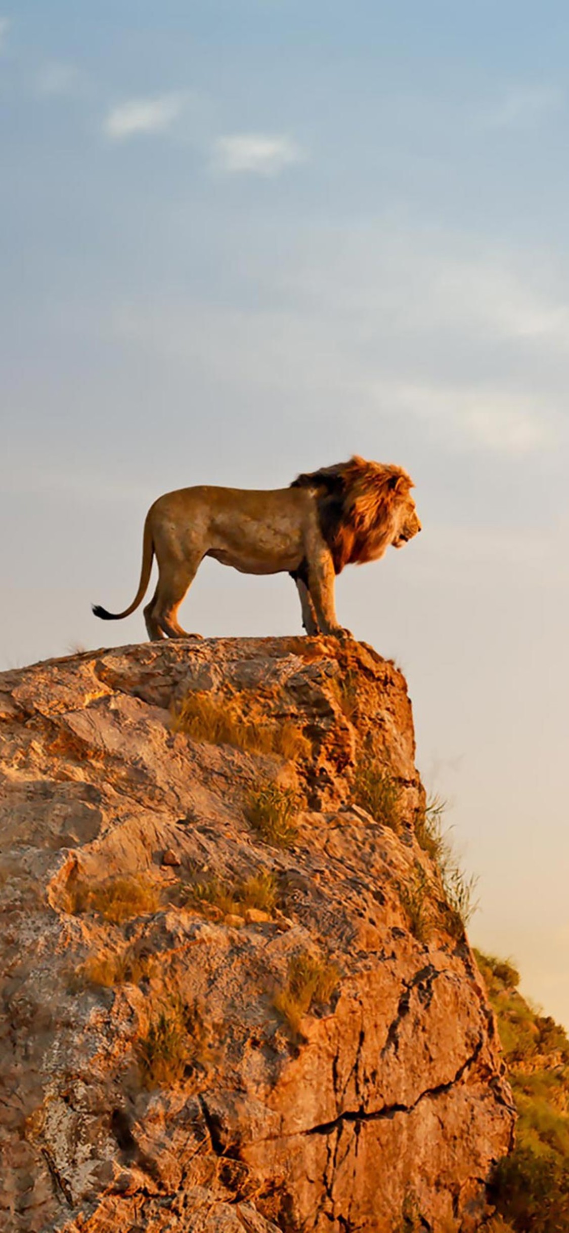 Spring Lion Wallpapers - Wallpaper Cave