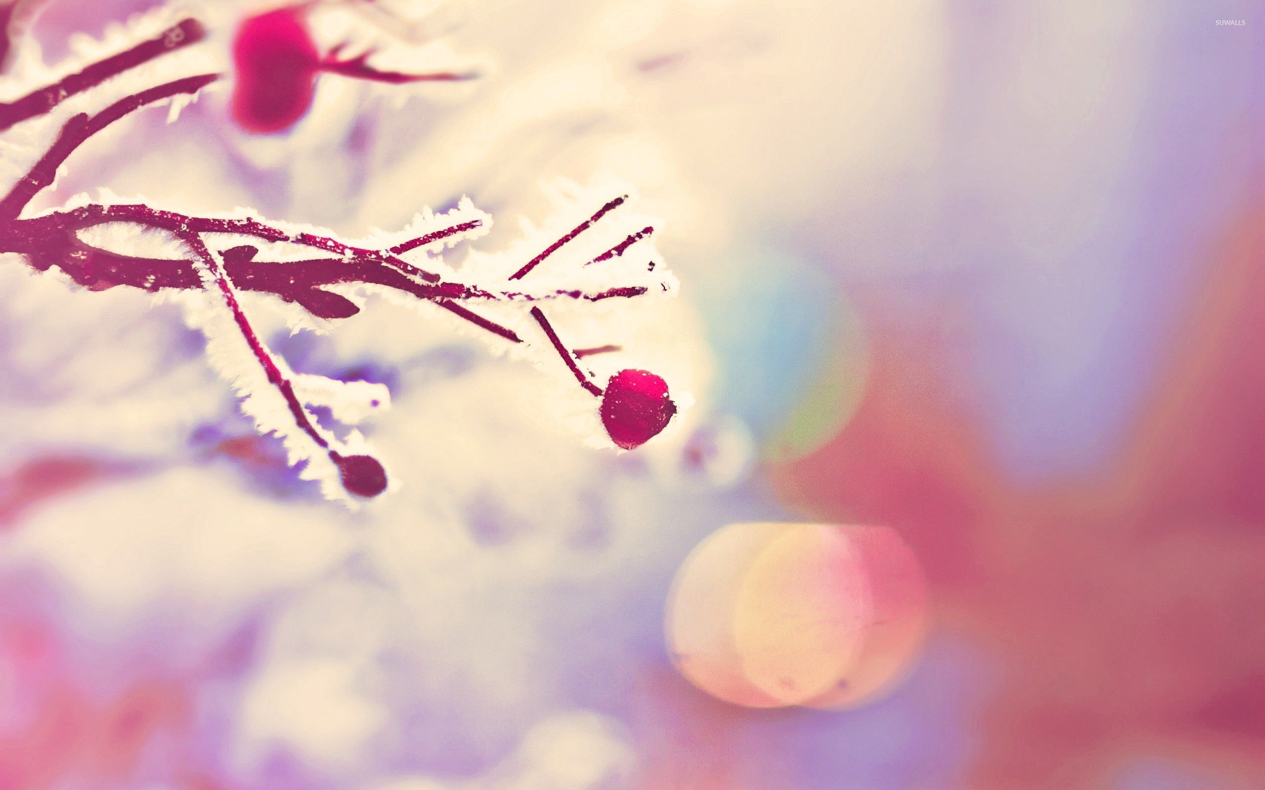 Frosty Branches Wallpapers - Wallpaper Cave