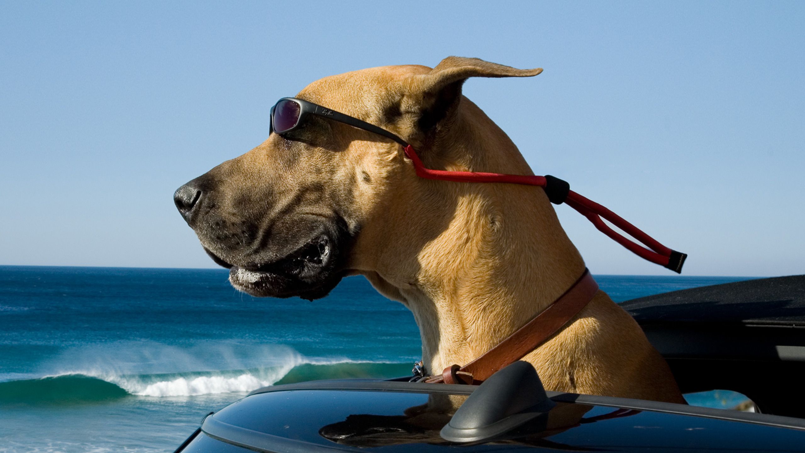 Marmaduke Wallpapers - Wallpaper Cave