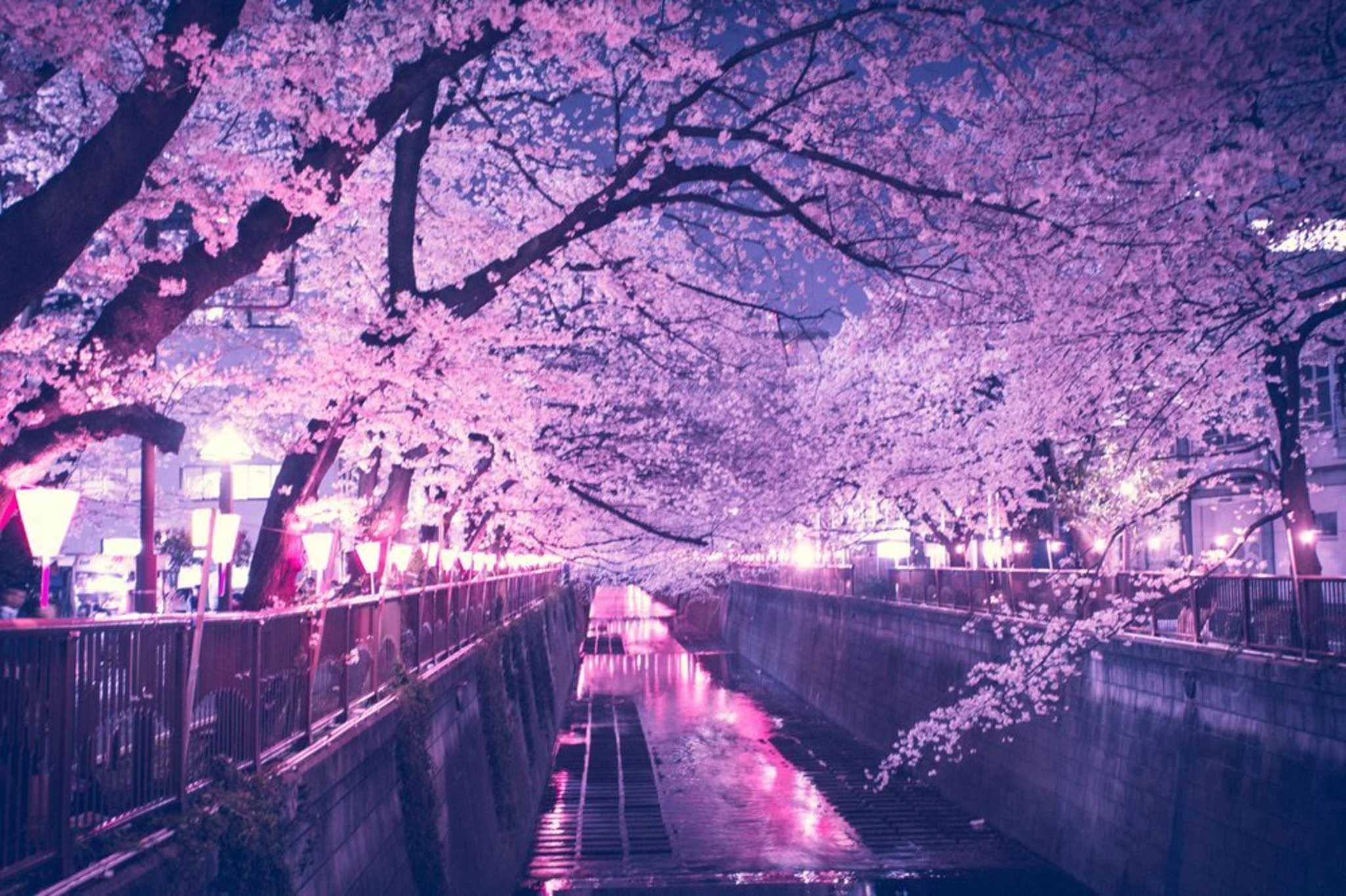 Sakura PS4 Aesthetic Wallpapers - Wallpaper Cave