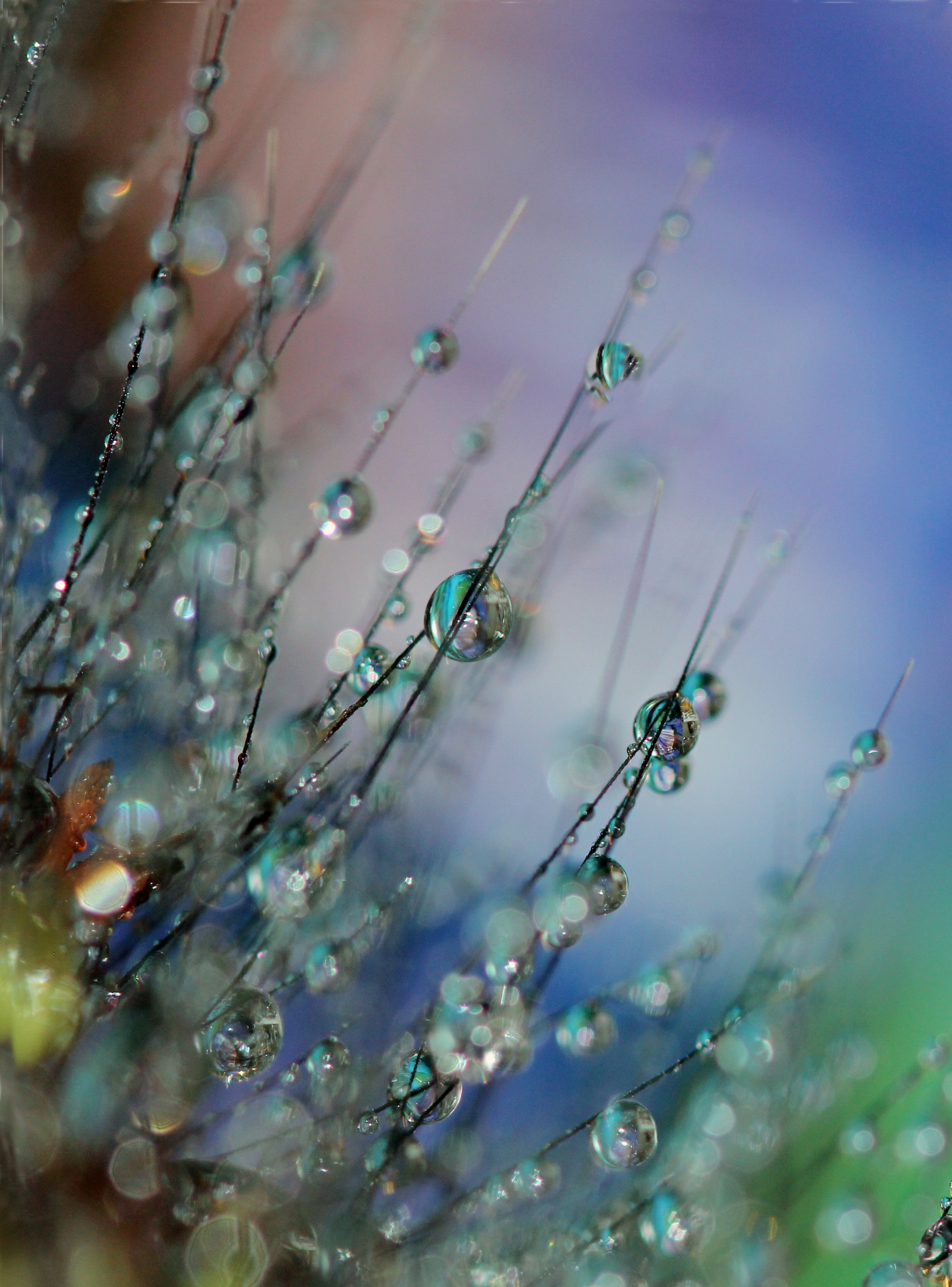 Dewdrops Wallpapers - Wallpaper Cave