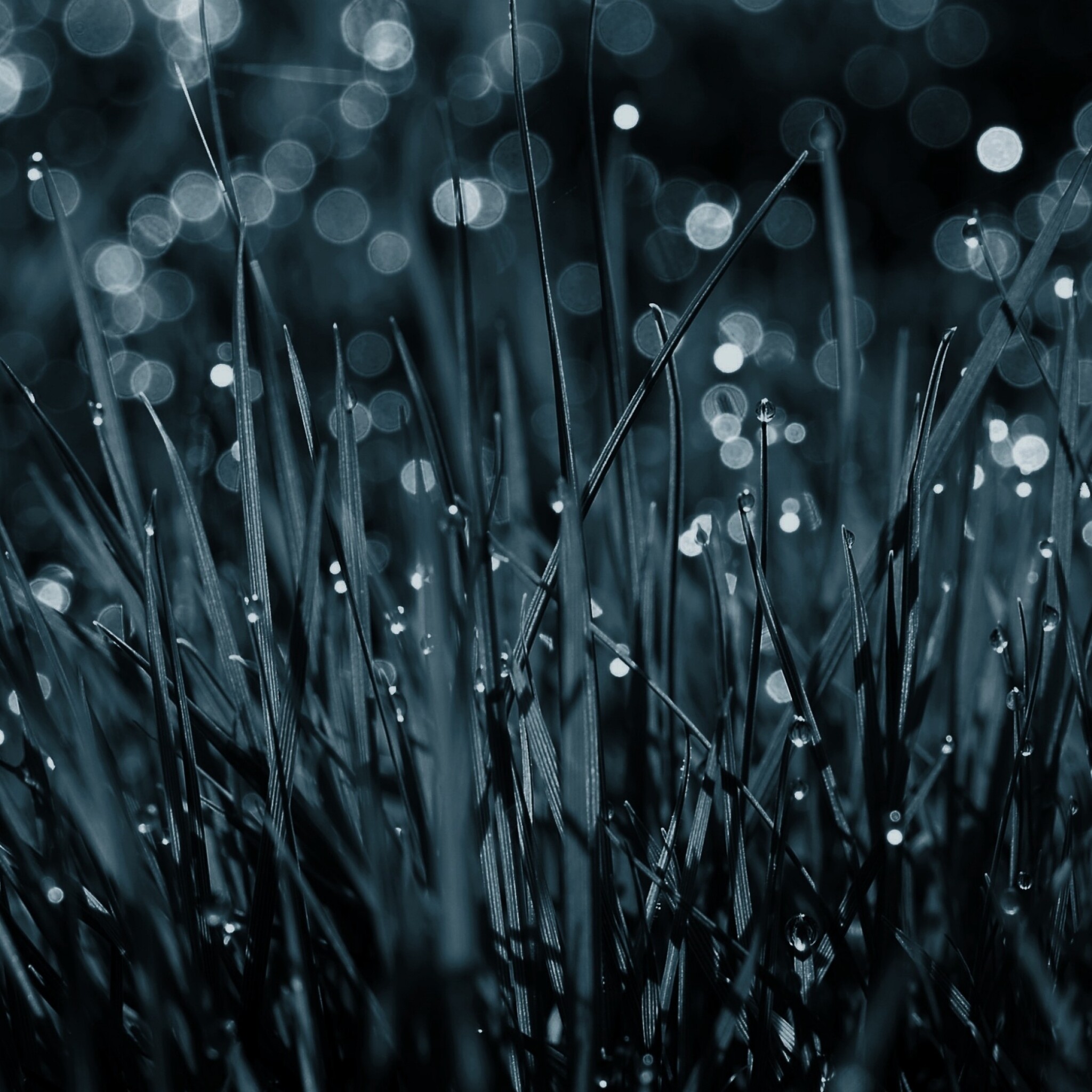 Dewdrops Wallpapers - Wallpaper Cave