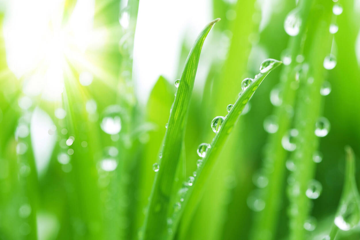 Dewdrops Wallpapers - Wallpaper Cave