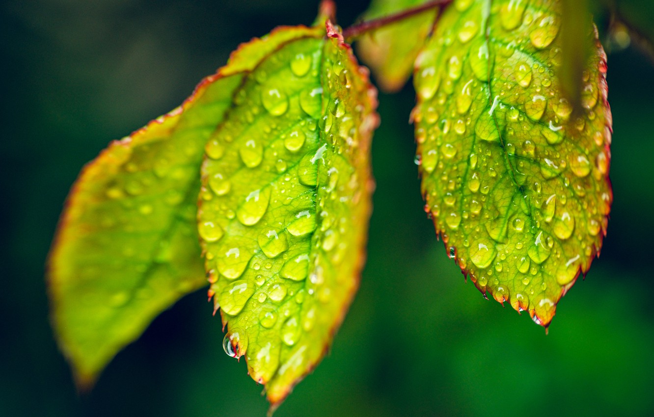 Dewdrops Wallpapers - Wallpaper Cave