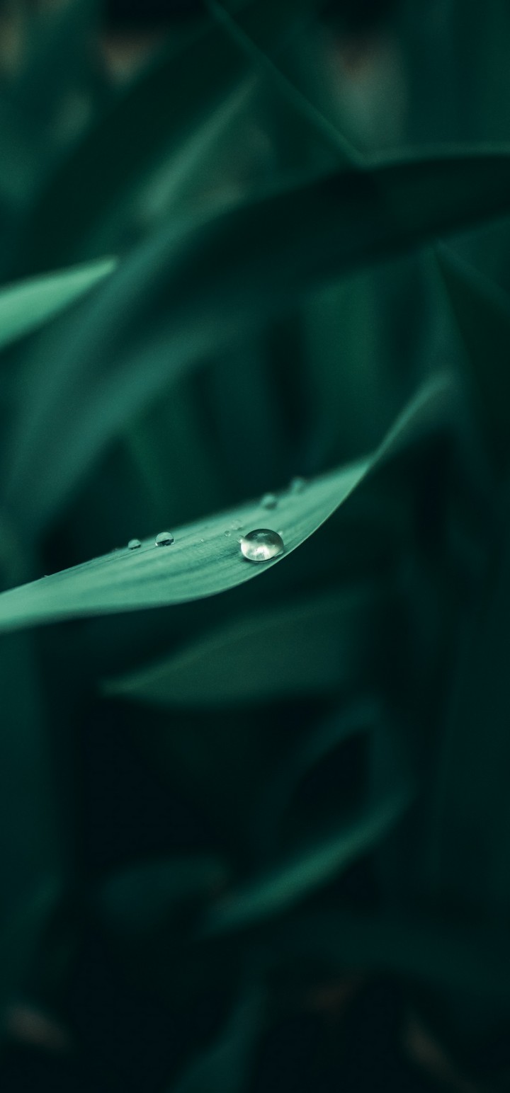 Dewdrops Wallpapers - Wallpaper Cave