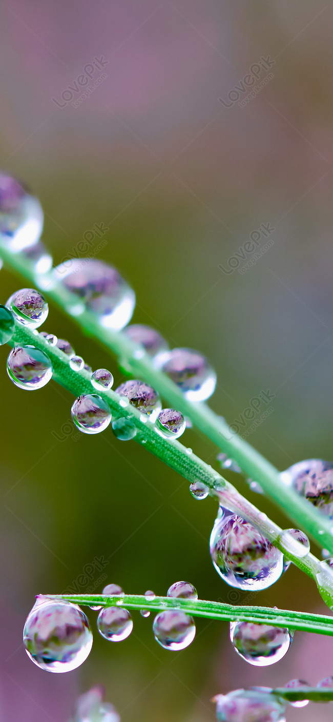Dewdrops Wallpapers - Wallpaper Cave