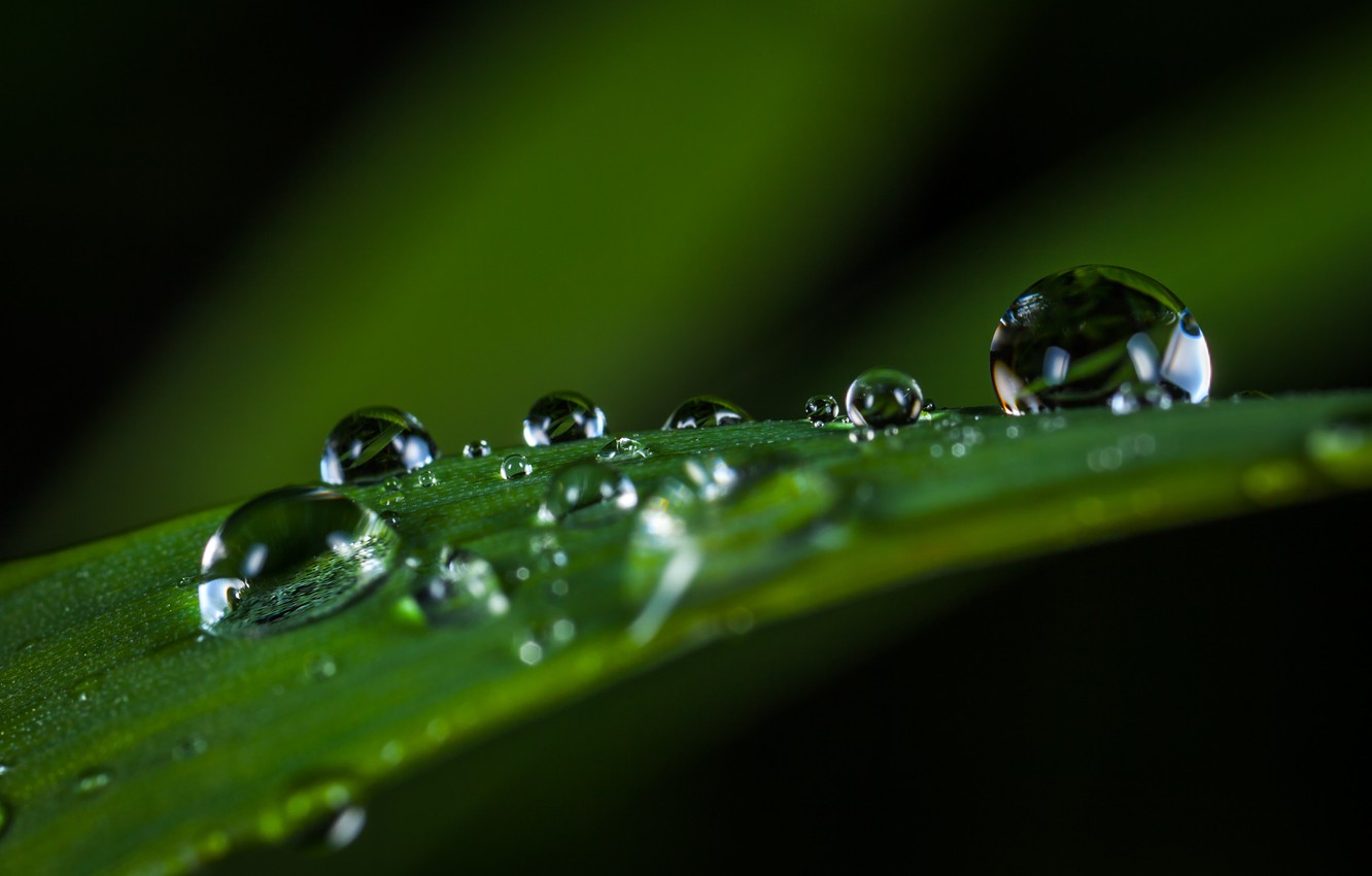 Dewdrops Wallpapers - Wallpaper Cave