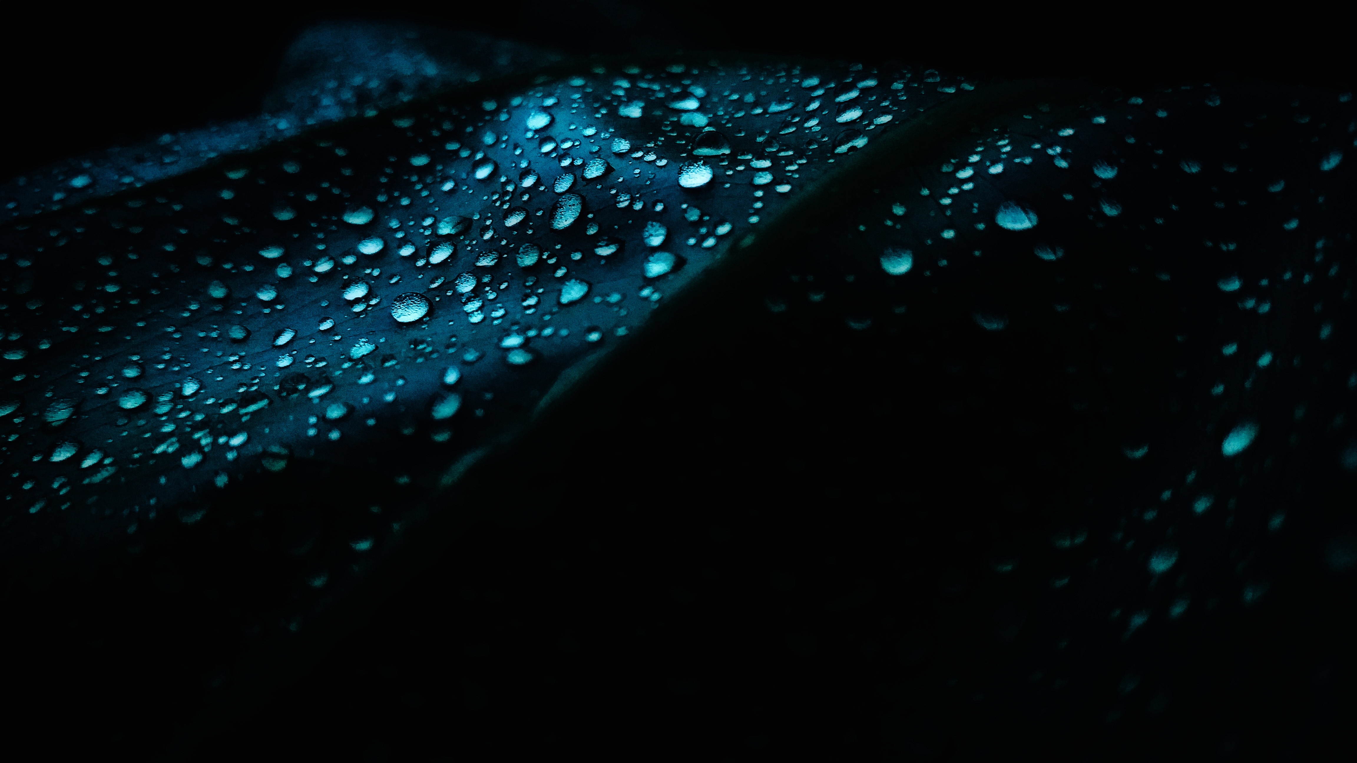 Dewdrops Wallpapers - Wallpaper Cave