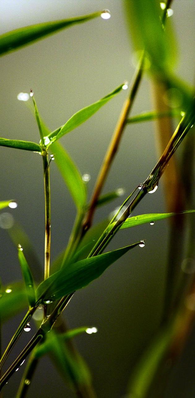 Dewdrops Wallpapers - Wallpaper Cave