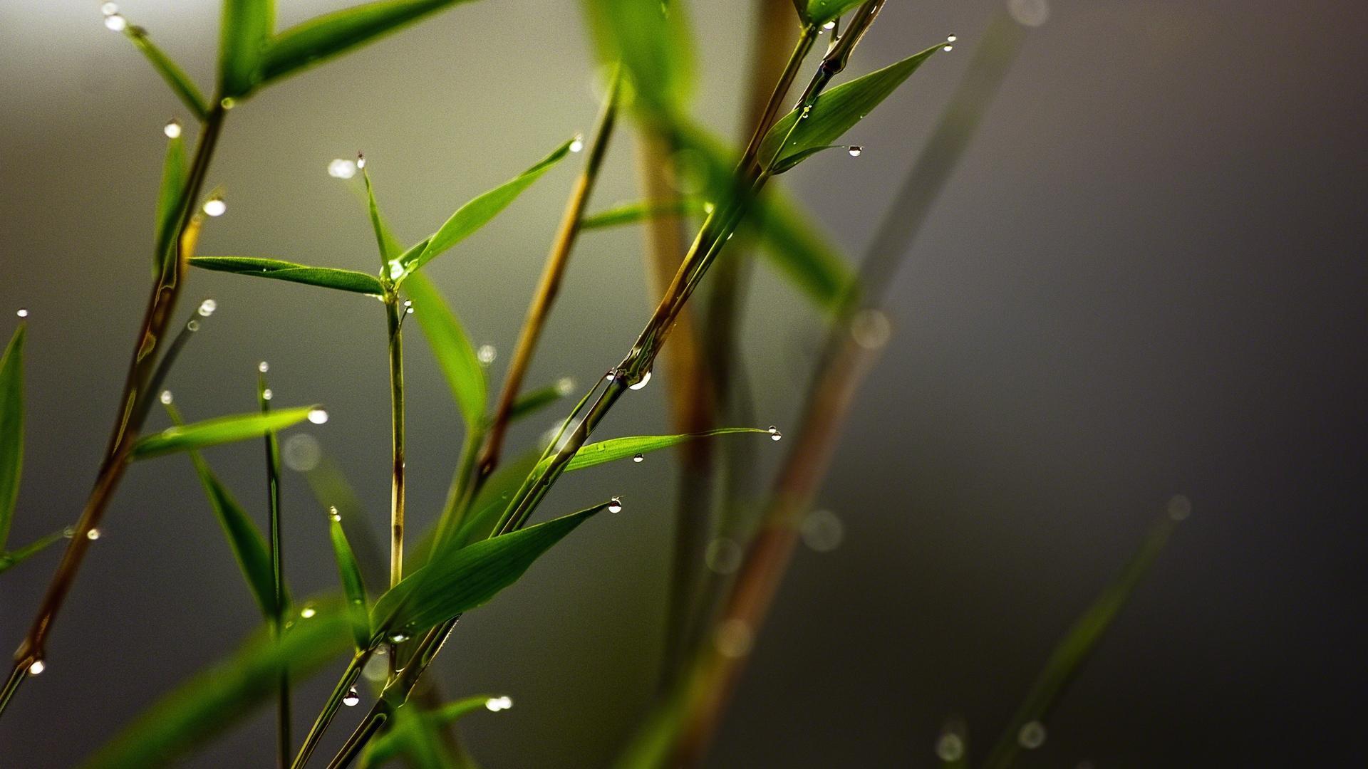 Dewdrops Wallpapers - Wallpaper Cave