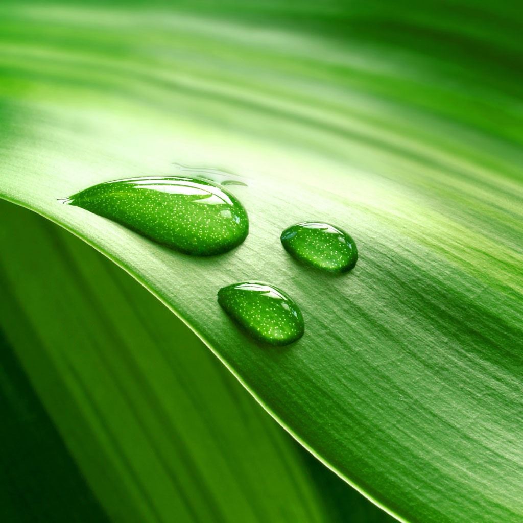 Dewdrops Wallpapers - Wallpaper Cave