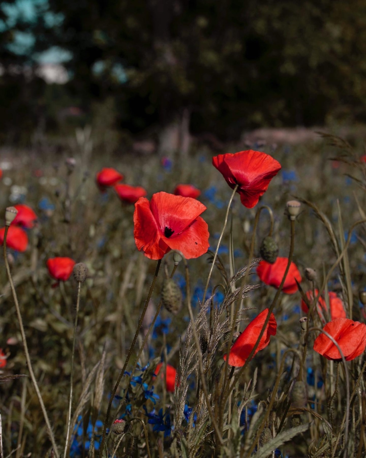 Red Summer Aesthetic Wallpapers - Wallpaper Cave