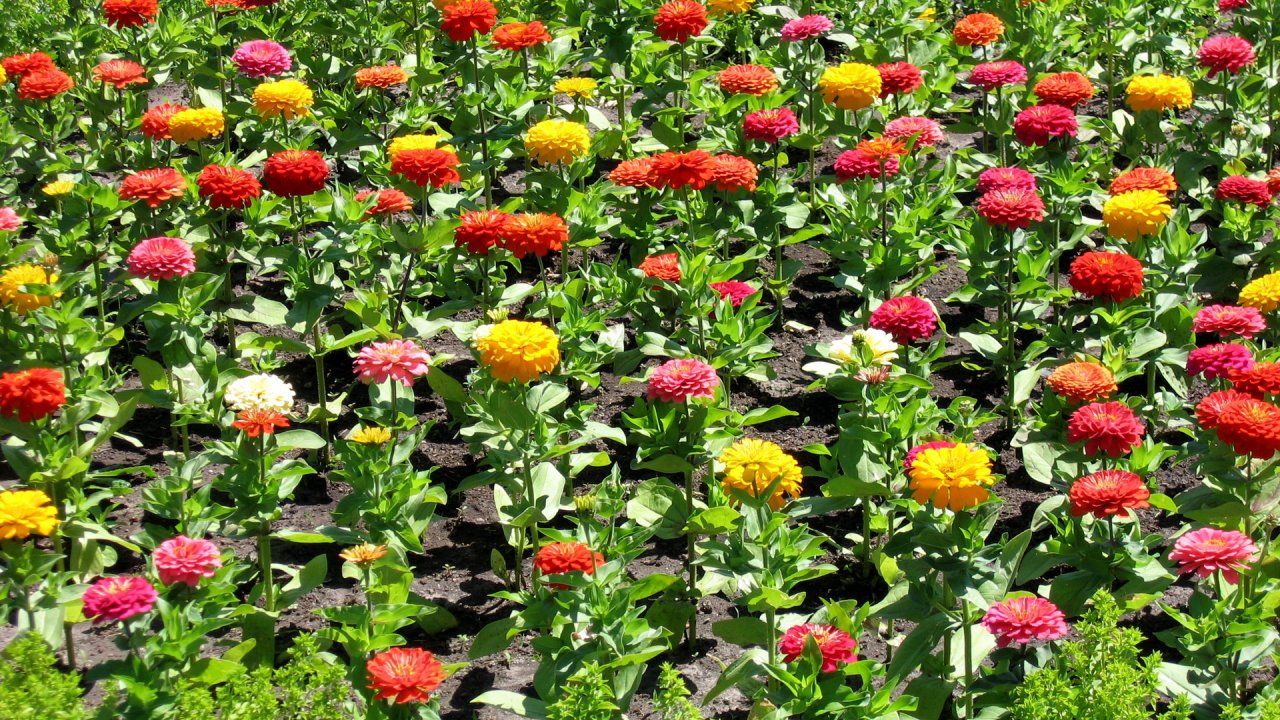 HD Summer Garden Wallpapers - Wallpaper Cave