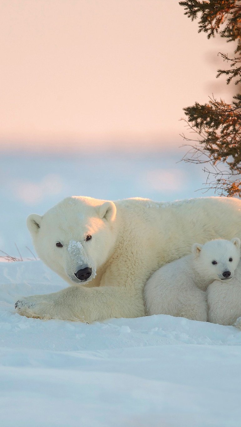 Snow Bear Wallpapers - Wallpaper Cave