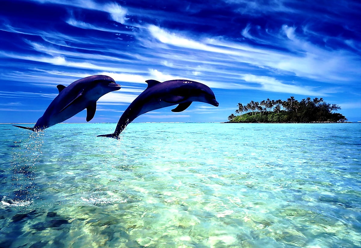 Summer Dolphins Wallpapers - Wallpaper Cave