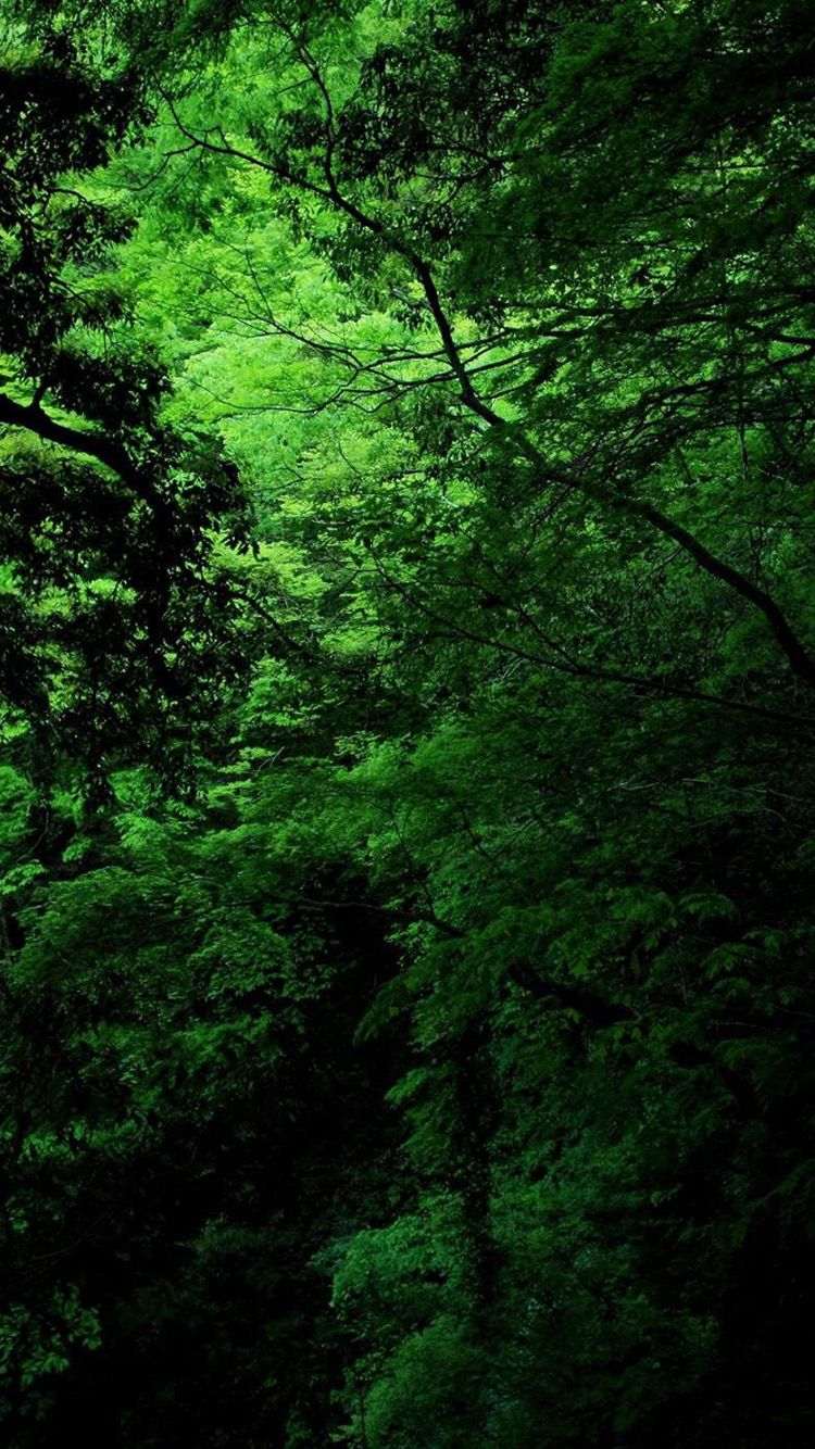 Thick Green Nature Wallpapers - Wallpaper Cave