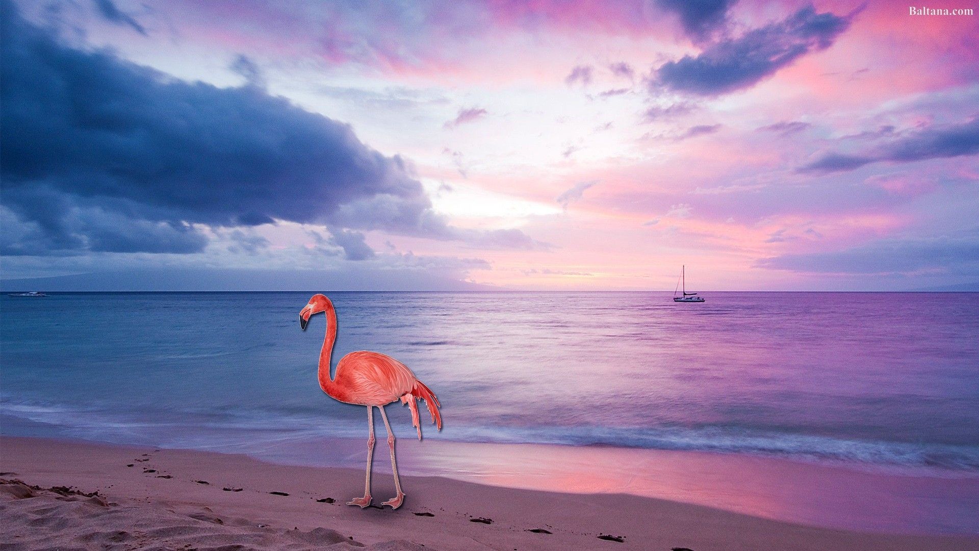 Sunset Flamingos Wallpapers - Wallpaper Cave
